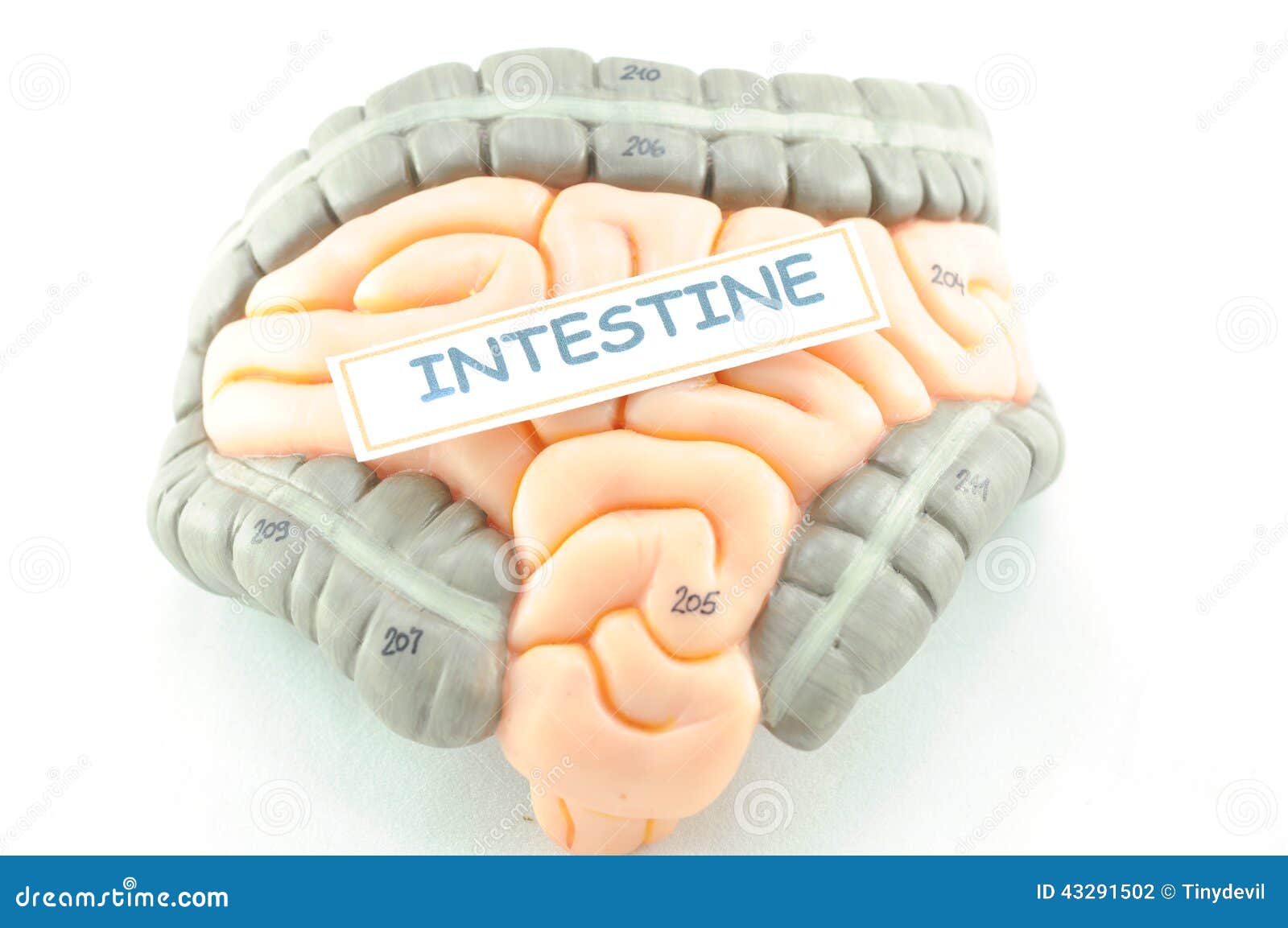 Darm, Organ des Menschen stockfoto. Bild von diagramm - 43291502