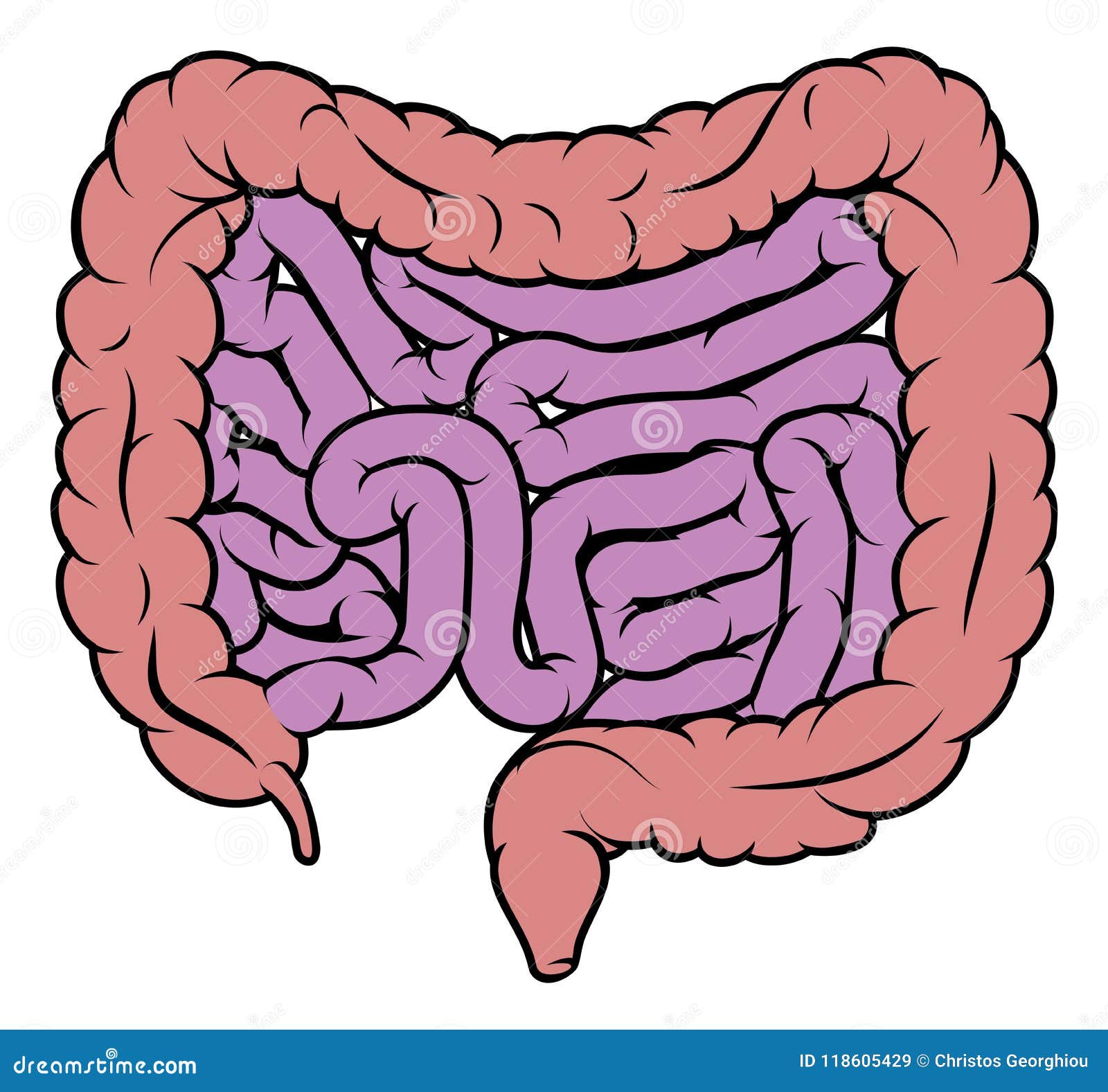 Darm-Darm-Verdauungssystem-Diagramm Vektor Abbildung - Illustration von ...