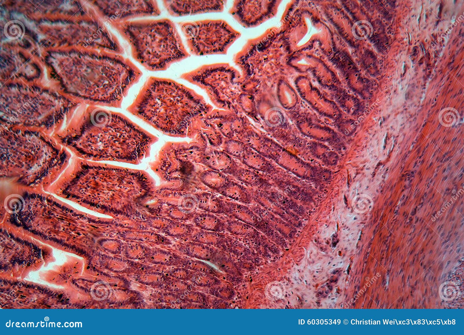 Darmcellen Onder De Microscoop Stock Afbeelding - Image of microscopie ...