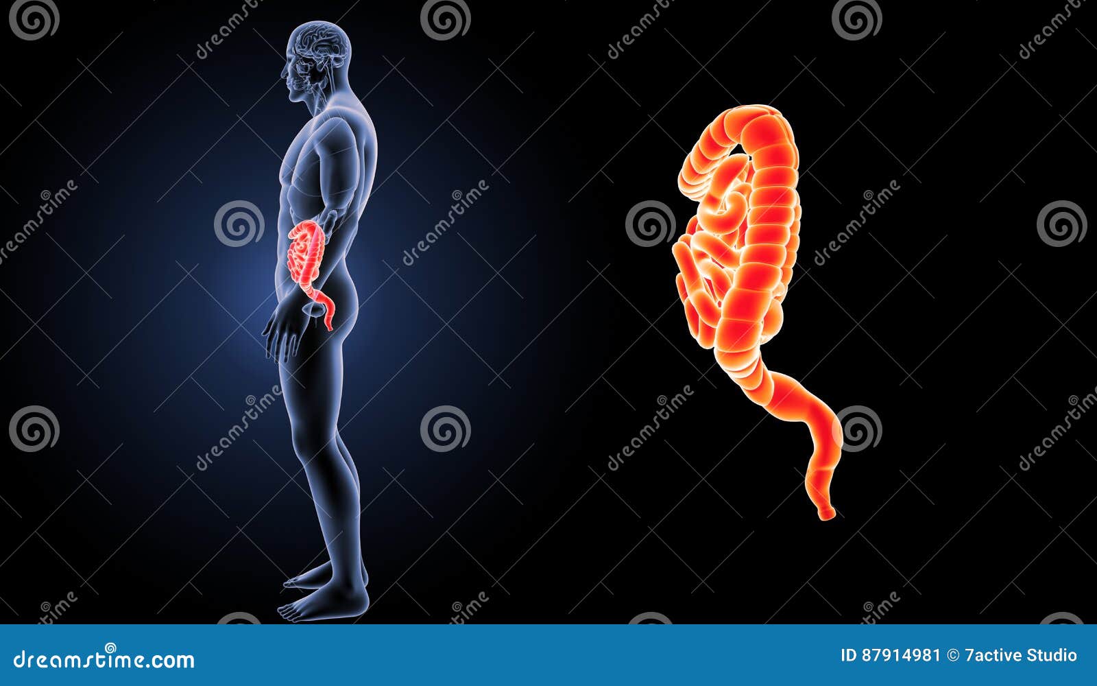 Darmzoom Mit Organseitenansicht Stock Abbildung - Illustration von ...
