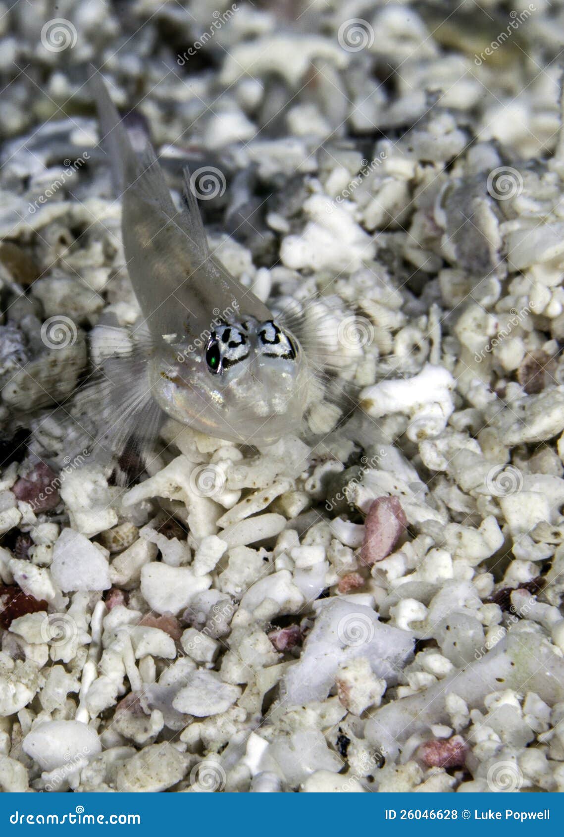 Dart Fish stock photo. Image of holiday, depth, dive - 26046628