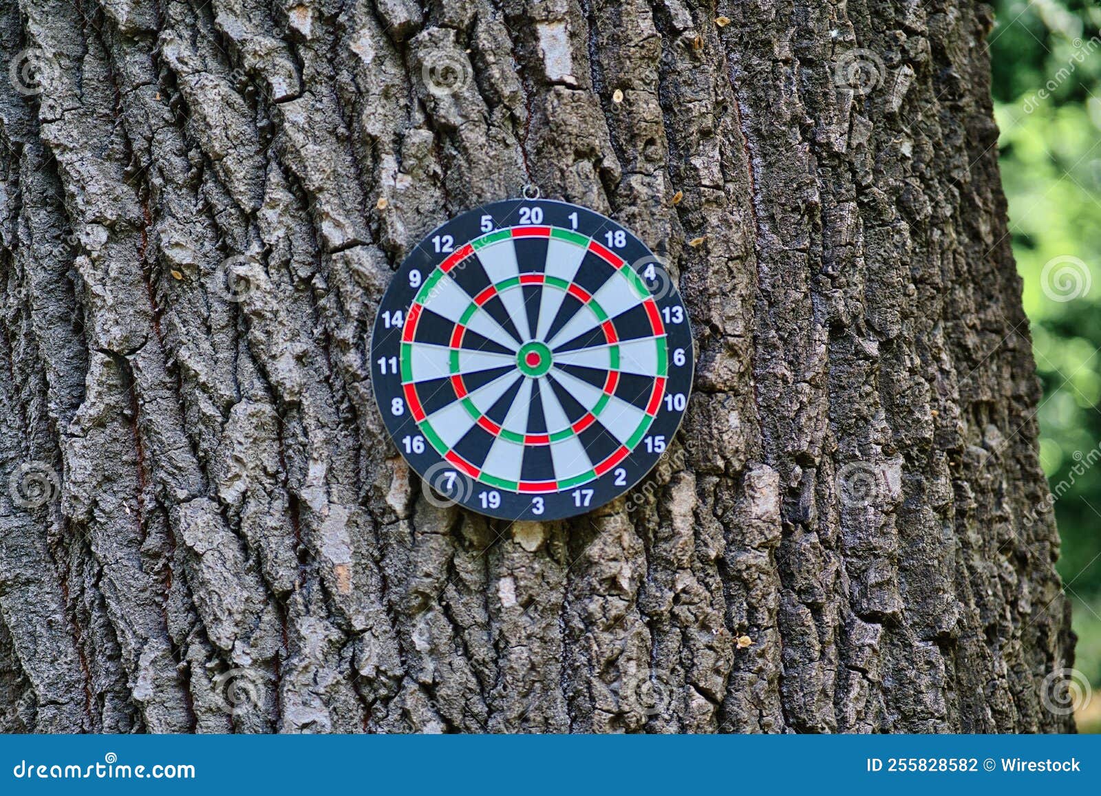 Dart hanging on the tree stock photo. Image of circle - 255828582