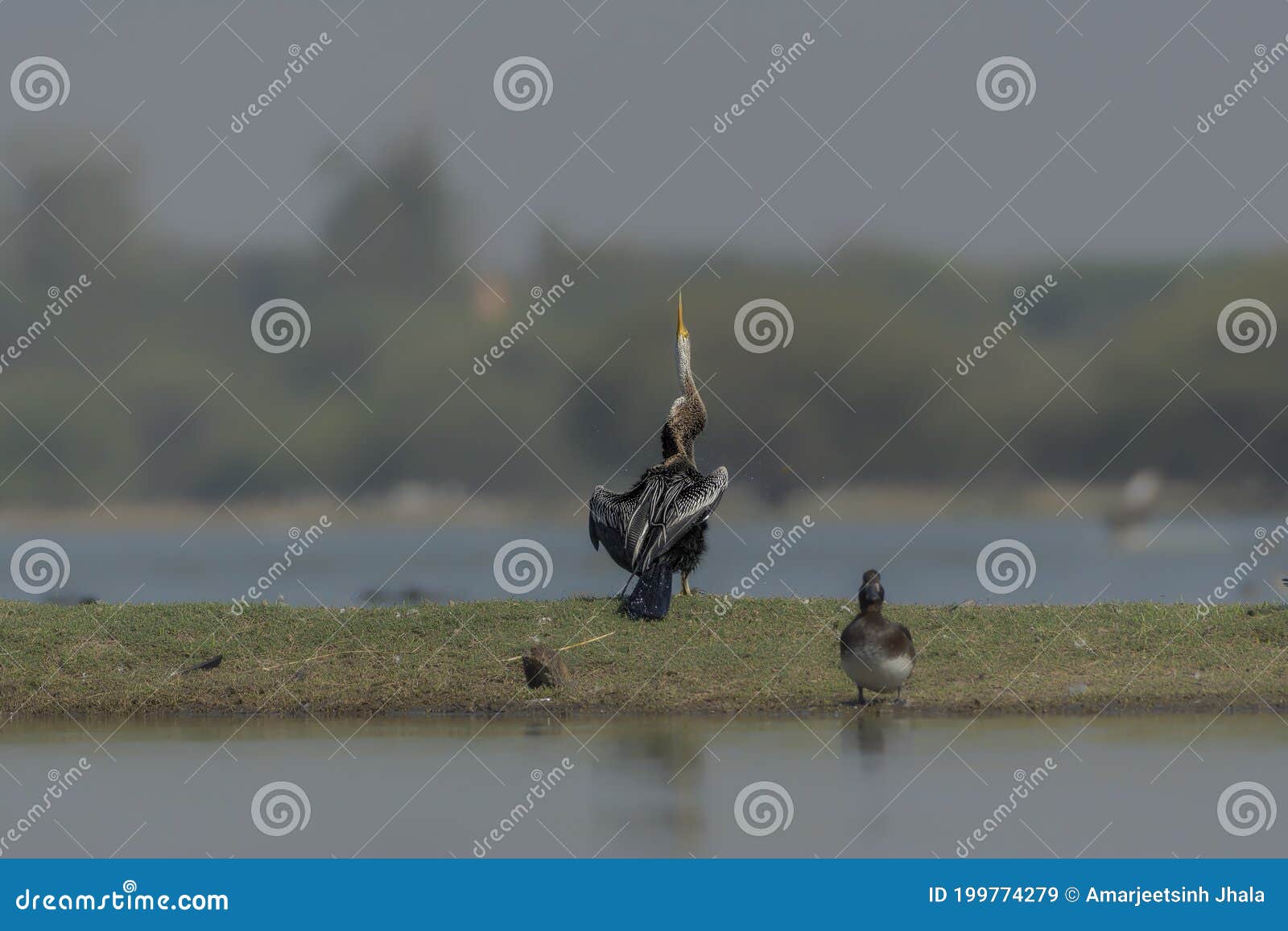 Darter or Snake Bird Anhinga Shaking Its Head and Feather. Stock Image ...