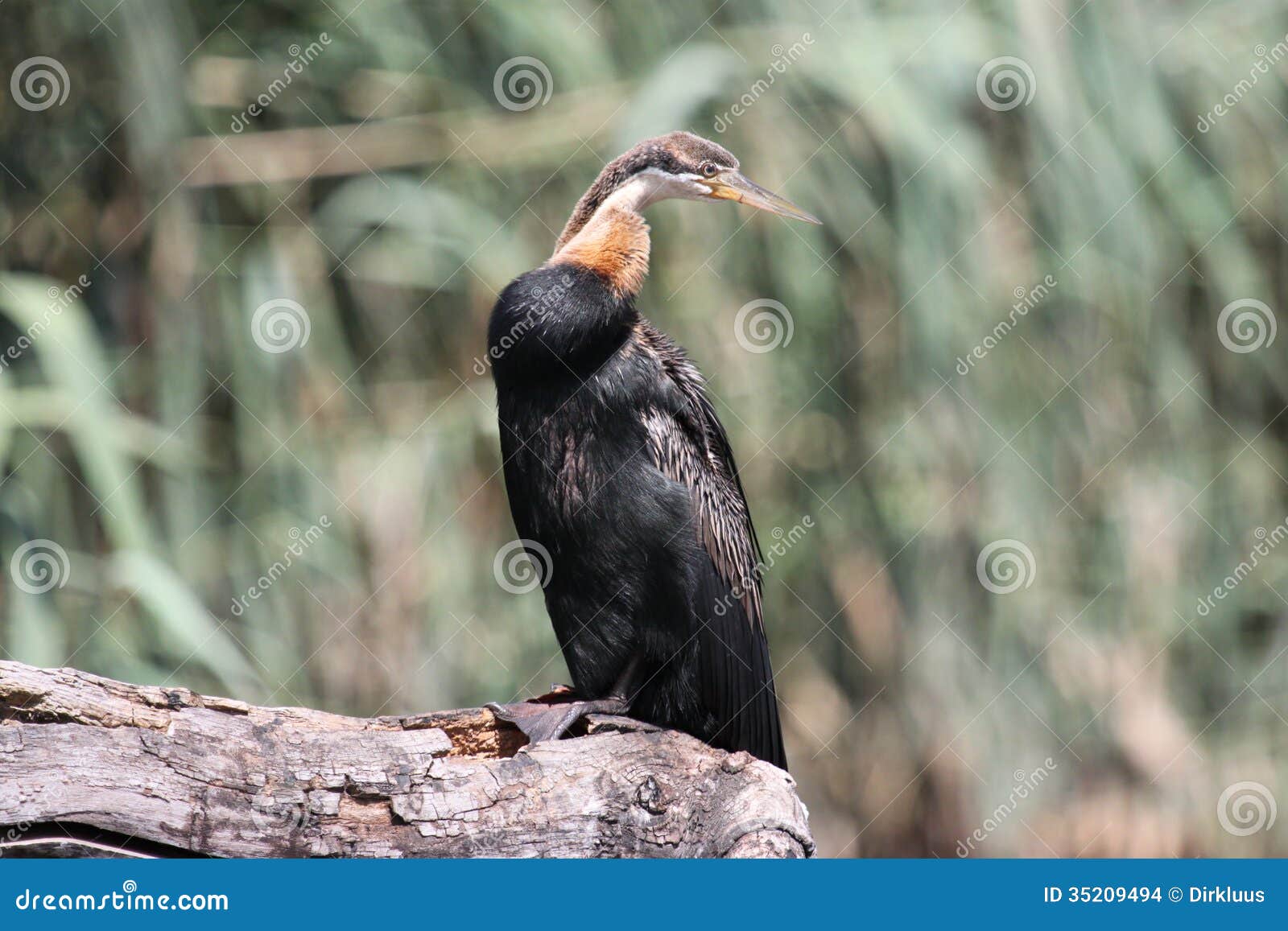 Darter Bird stock photo. Image of water, anhingha, bird - 35209494