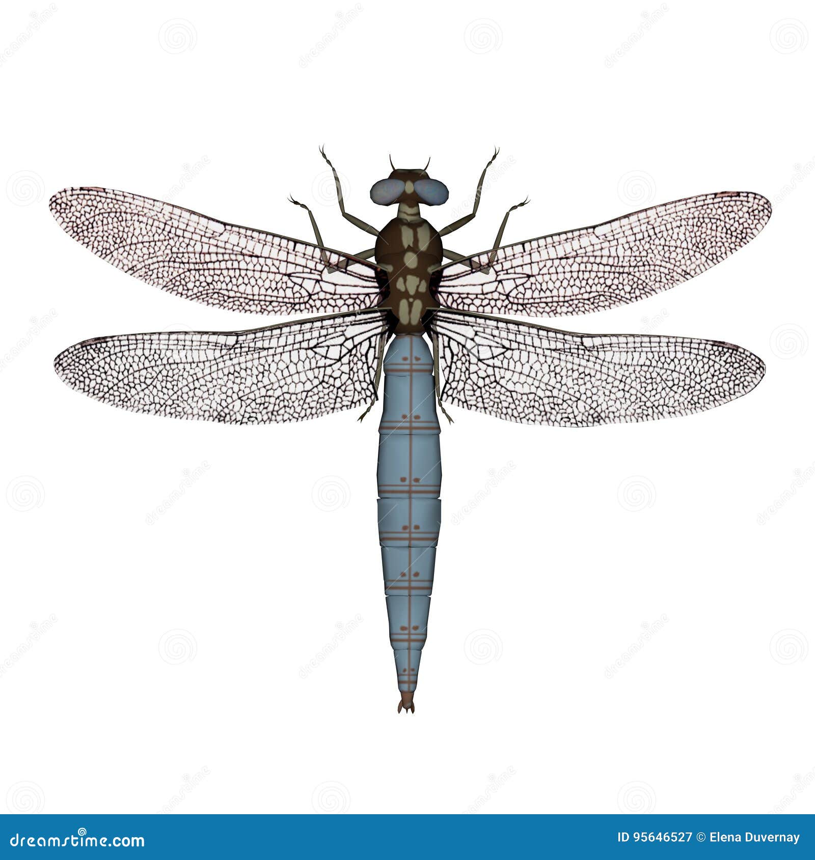 Darter Cartoons, Illustrations & Vector Stock Images - 255 Pictures to ...