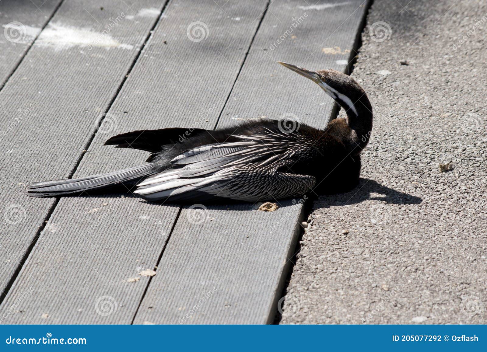 The Darter is Resting on the Board Walk Stock Photo - Image of white ...