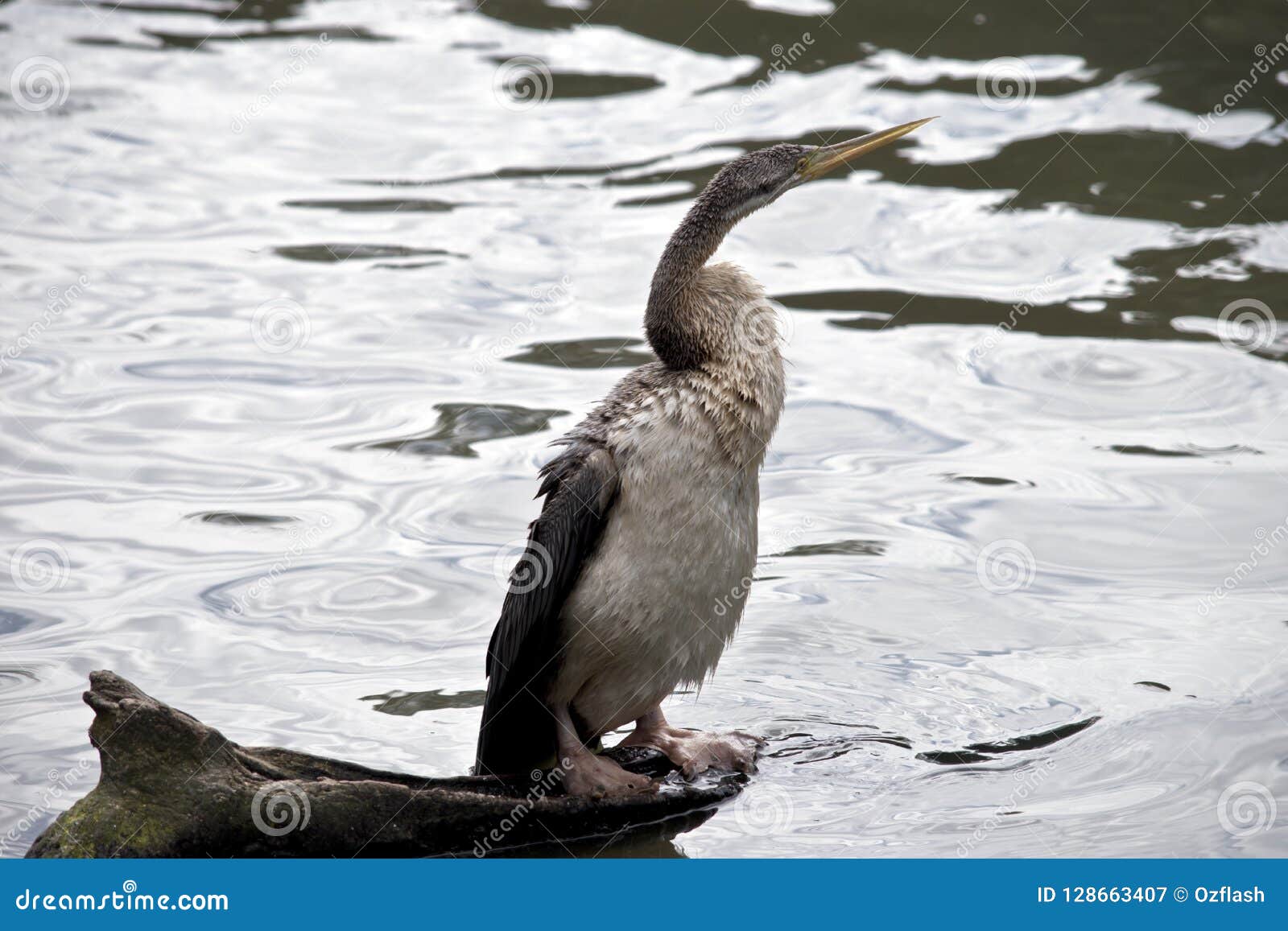 Darter on log stock image. Image of plumage, cream, webbed - 128663407