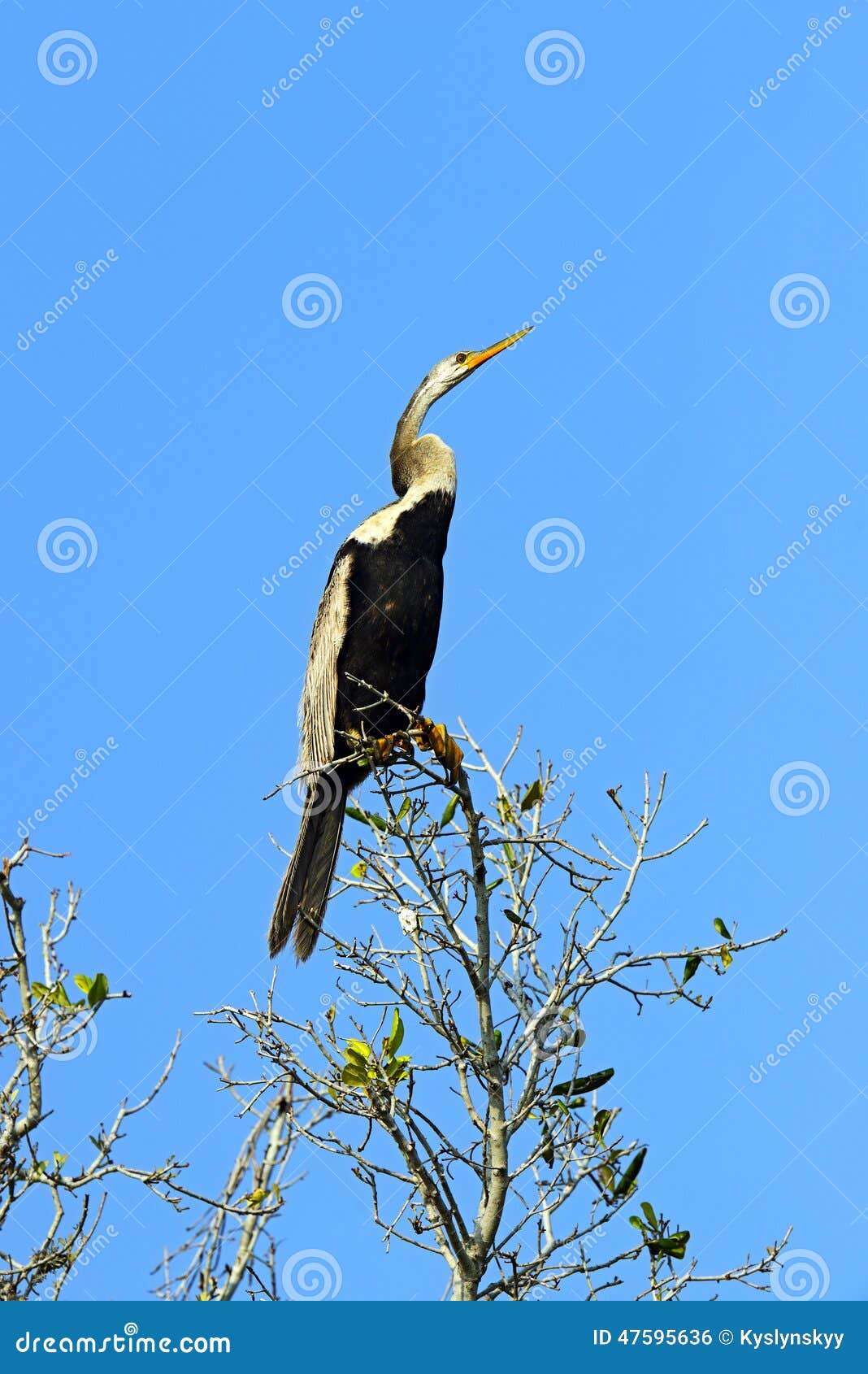 Darter stock photo. Image of tree, fauna, ceylon, africa - 47595636