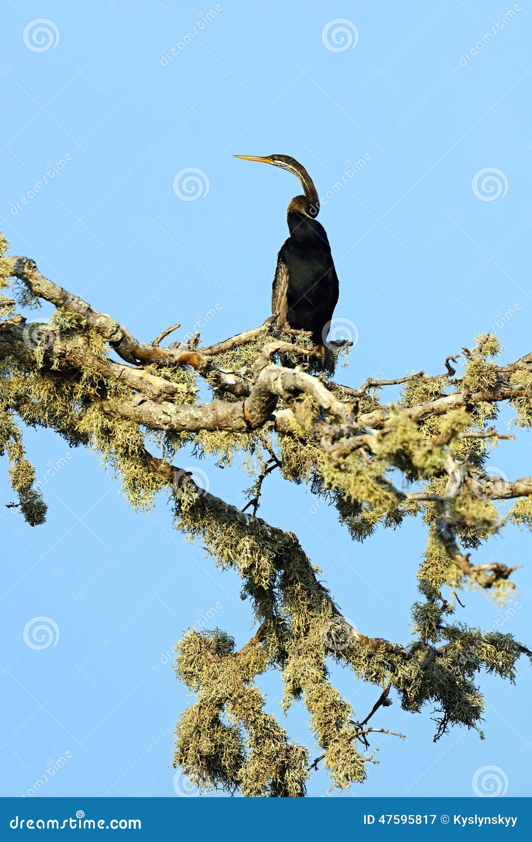 Darter stock image. Image of lanka, asia, tree, themes - 47595817