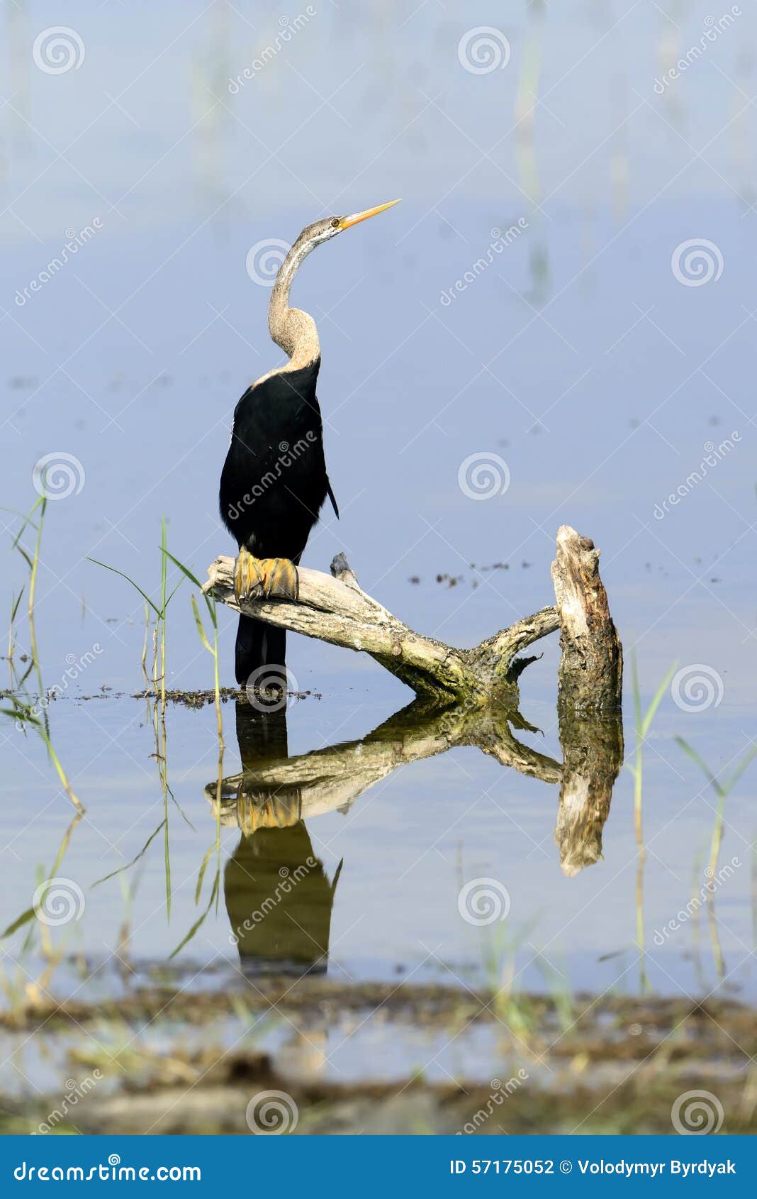 Darter stock photo. Image of leschenault, nature, indian - 57175052