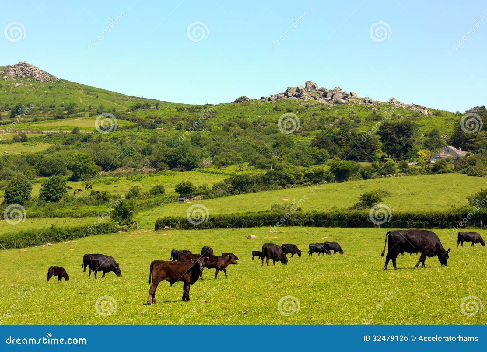 Dartmoor Animals and Tors Devon England Stock Photo - Image of moorland ...