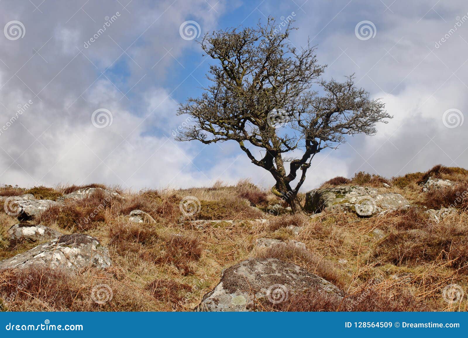 Dartmoor Dying Tree stock image. Image of landscape - 128564509