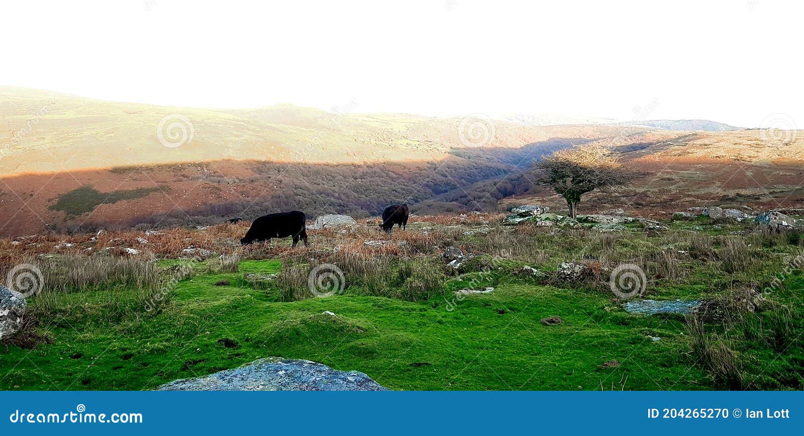Wild National park Devon stock photo. Image of meadow - 204265270