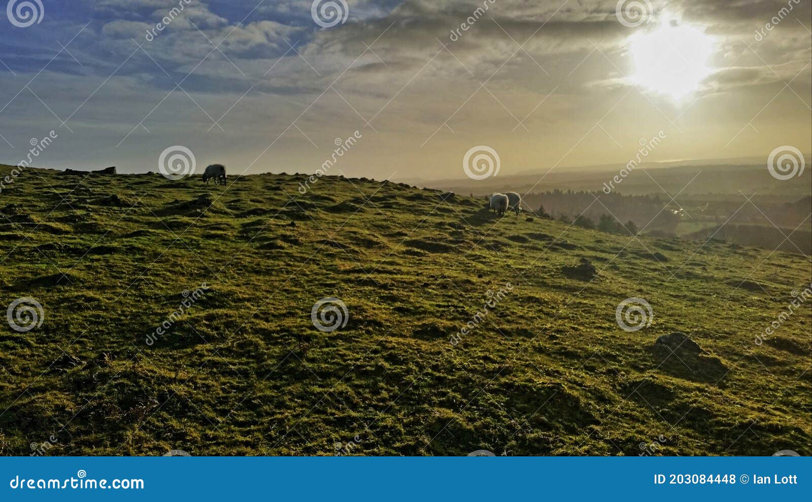 Dartmoor National Park Sunset Devon Uk Stock Photo - Image of sheep ...