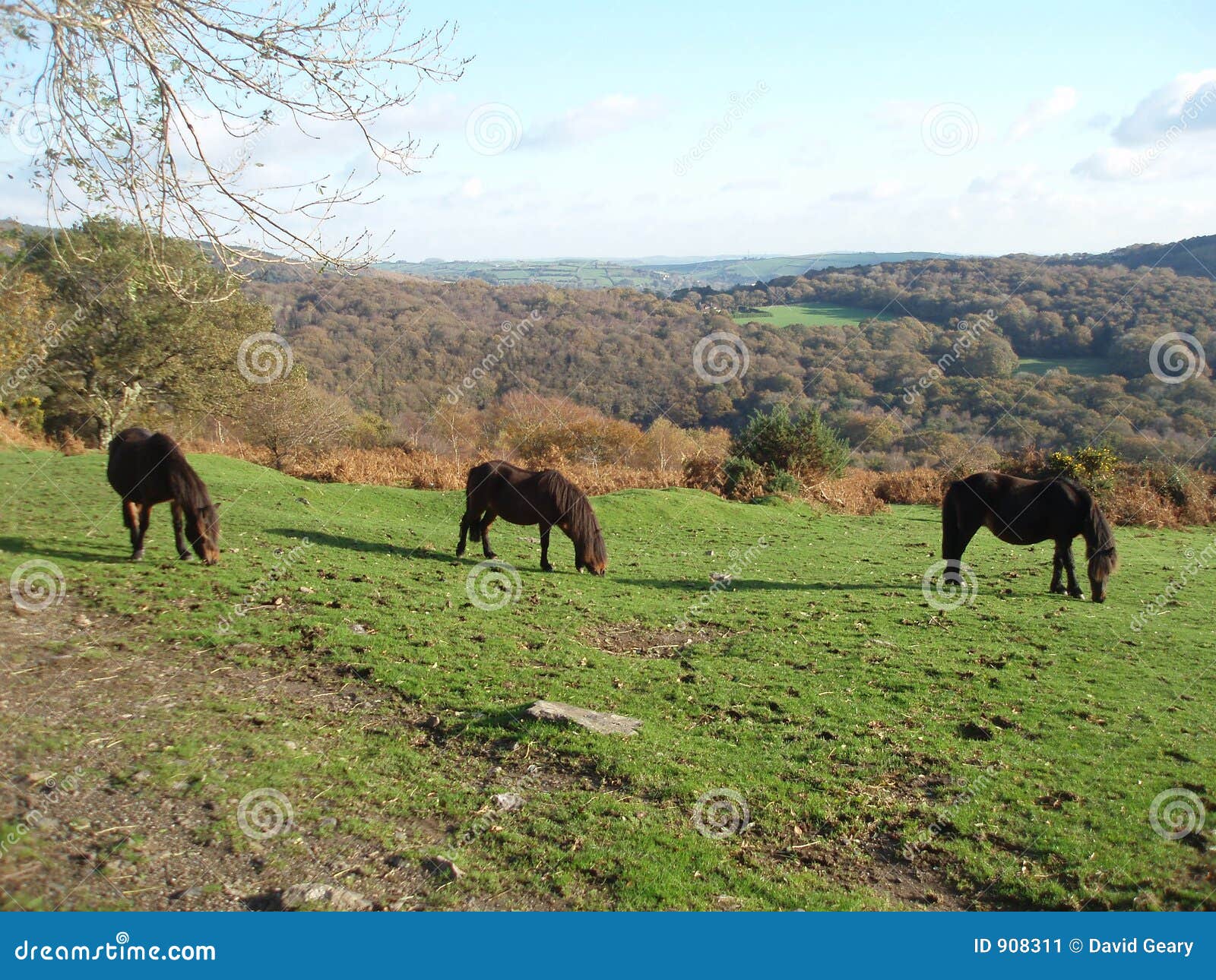 Dartmoor Pony stock image. Image of england, autumn, ponies - 908311