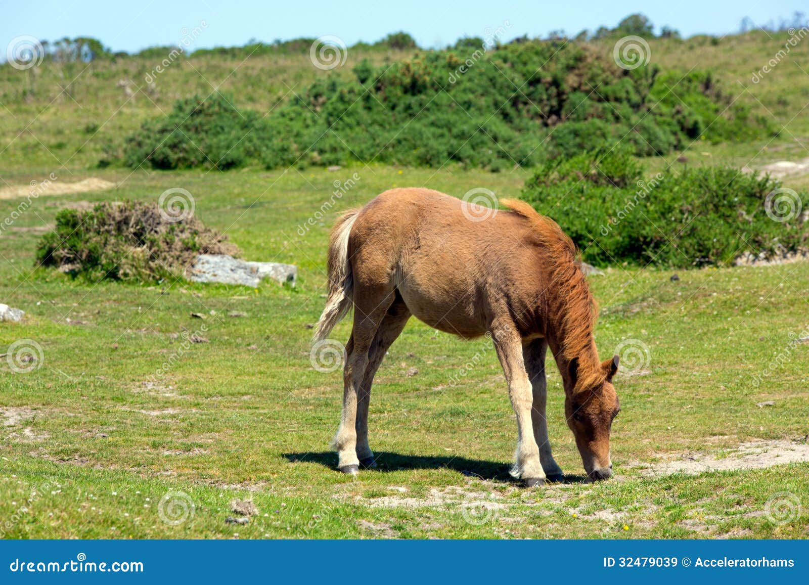 Dartmoor Pony Devon in the National Park Stock Image - Image of park ...