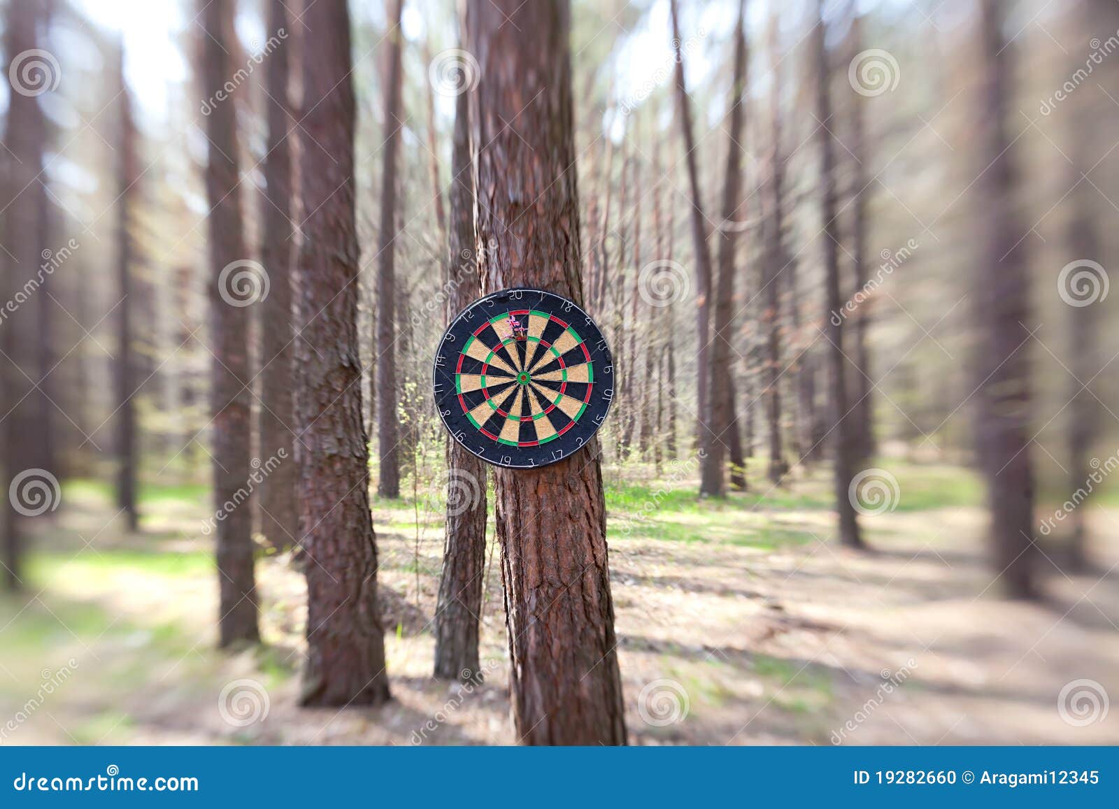 Darts Boards on the Tree in Forest Stock Photo - Image of luck ...
