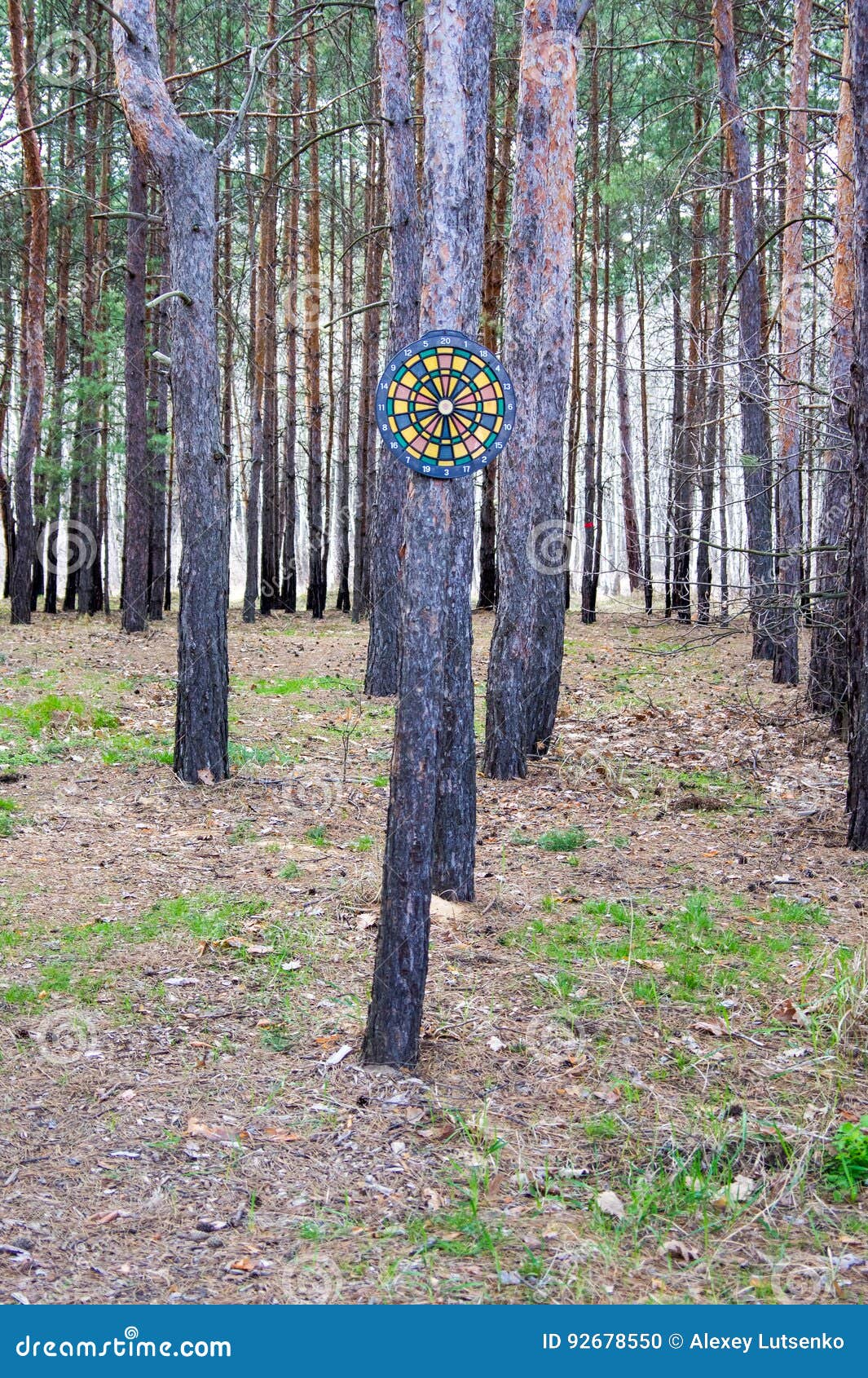 Darts on the tree stock photo. Image of board, arrow - 92678550
