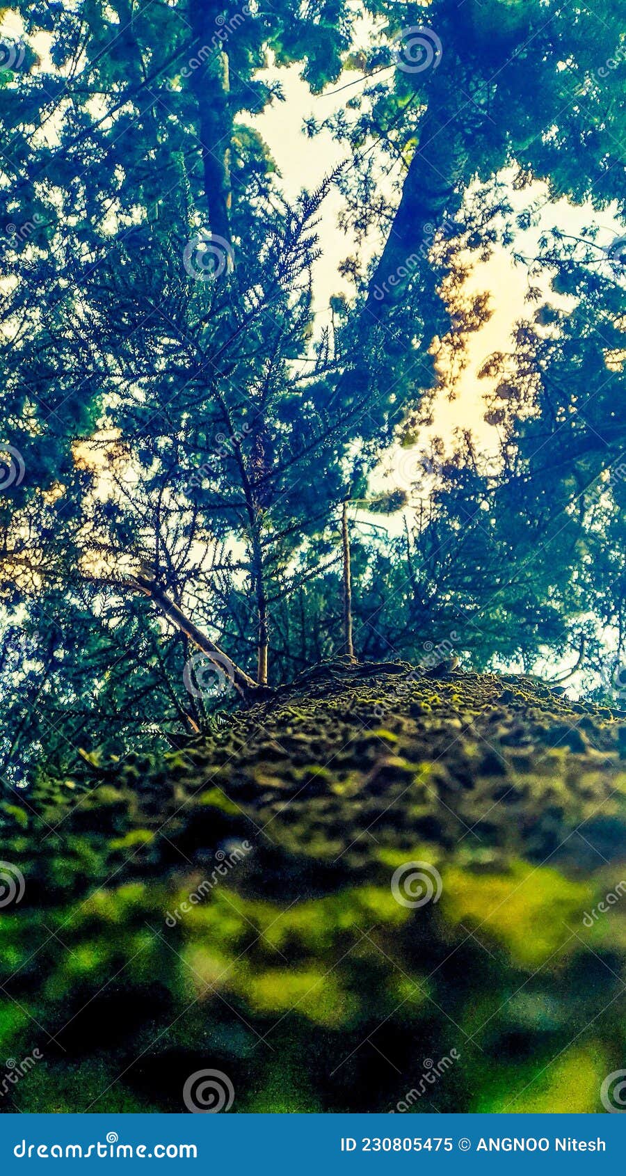 Daruty forest mauritius stock image. Image of nature - 230805475