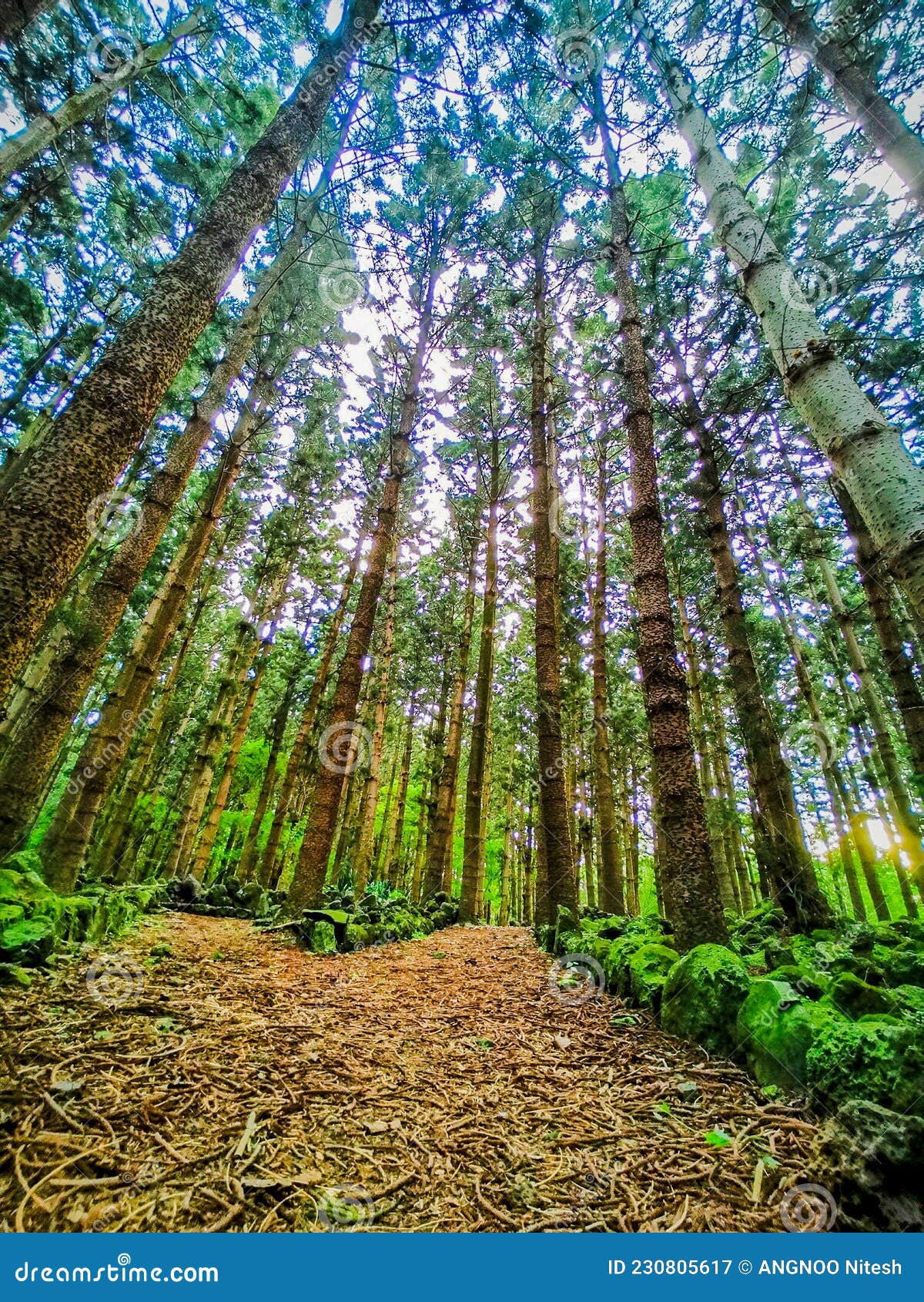 Daruty forest mauritius stock image. Image of sunlight - 230805617