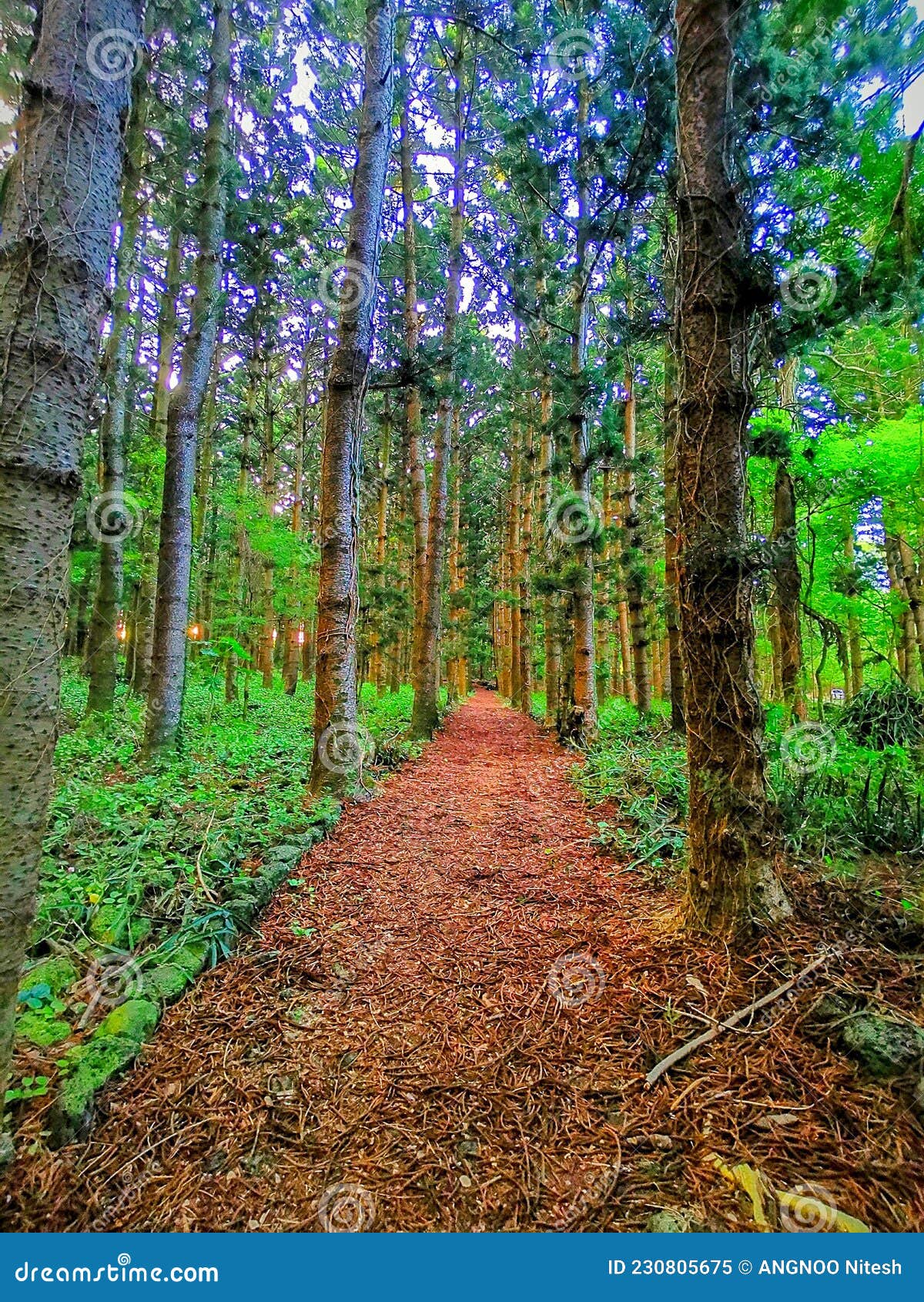 Daruty forest mauritius stock image. Image of deciduous - 230805675
