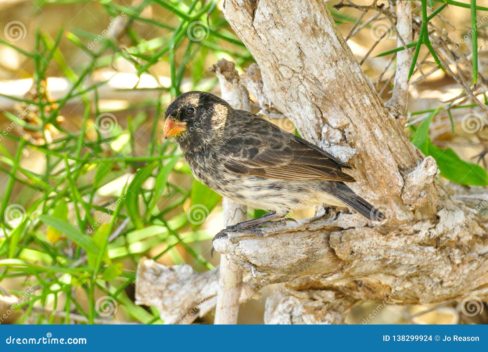 A Darwin Finch stock photo. Image of bird, isabela, tree - 138299924