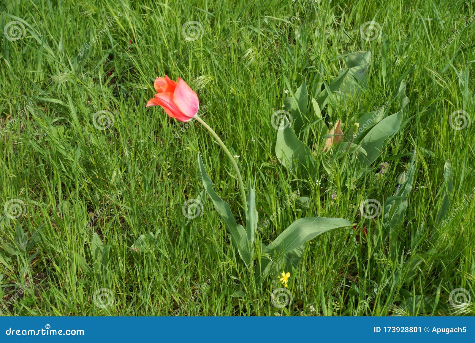 Darwin Hybrid with One Red Flower in May Stock Image - Image of nature ...