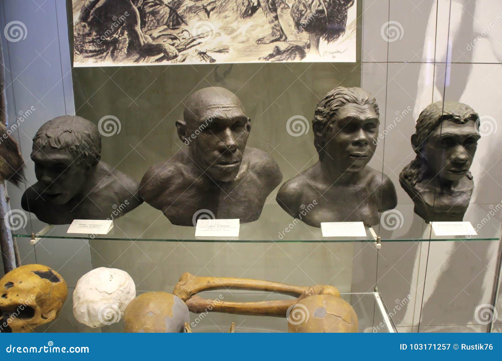 In the Darwin Museum. Moscow. Editorial Photography - Image of bird ...