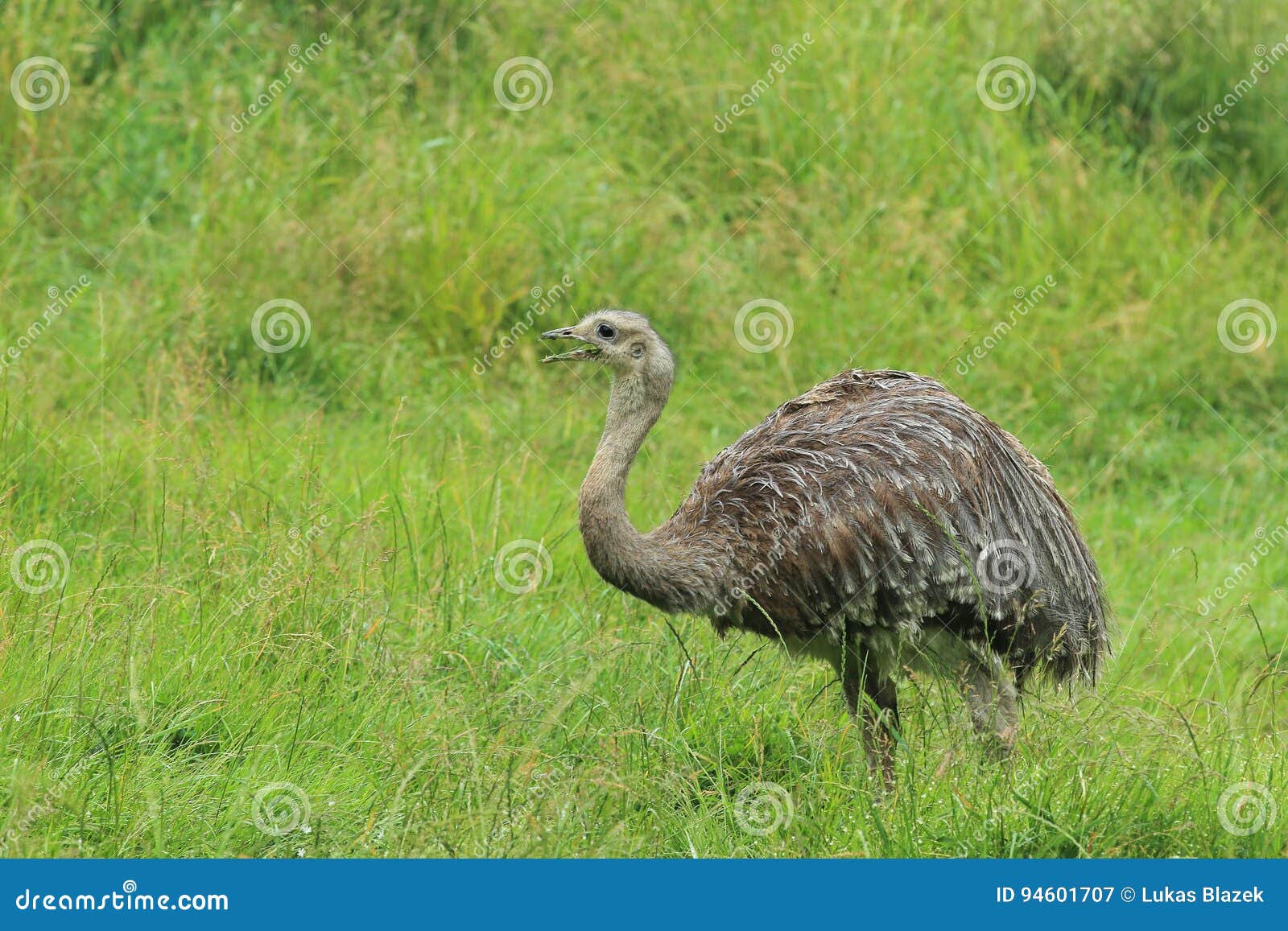 Darwin`s Rhea, Rhea Pennata Also Known As The Lesser Rhea. Royalty-Free ...