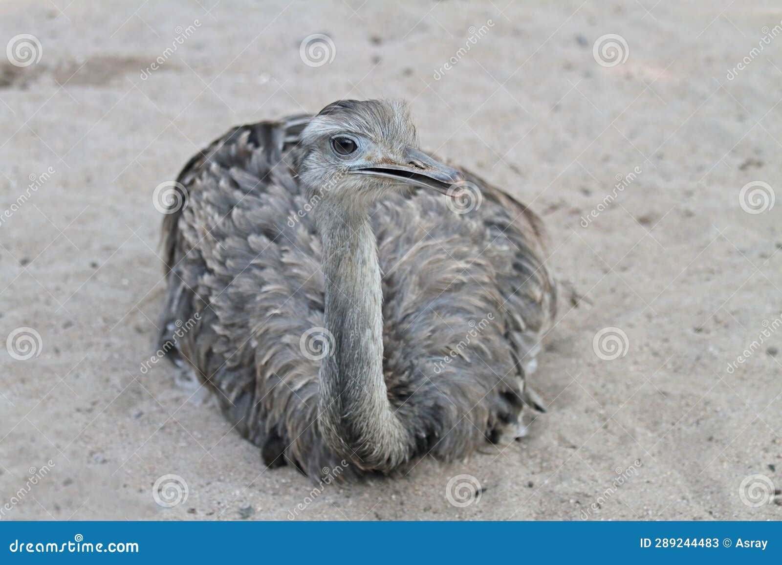 Darwin`s Rhea, Rhea Pennata Also Known As The Lesser Rhea Stock Photo ...