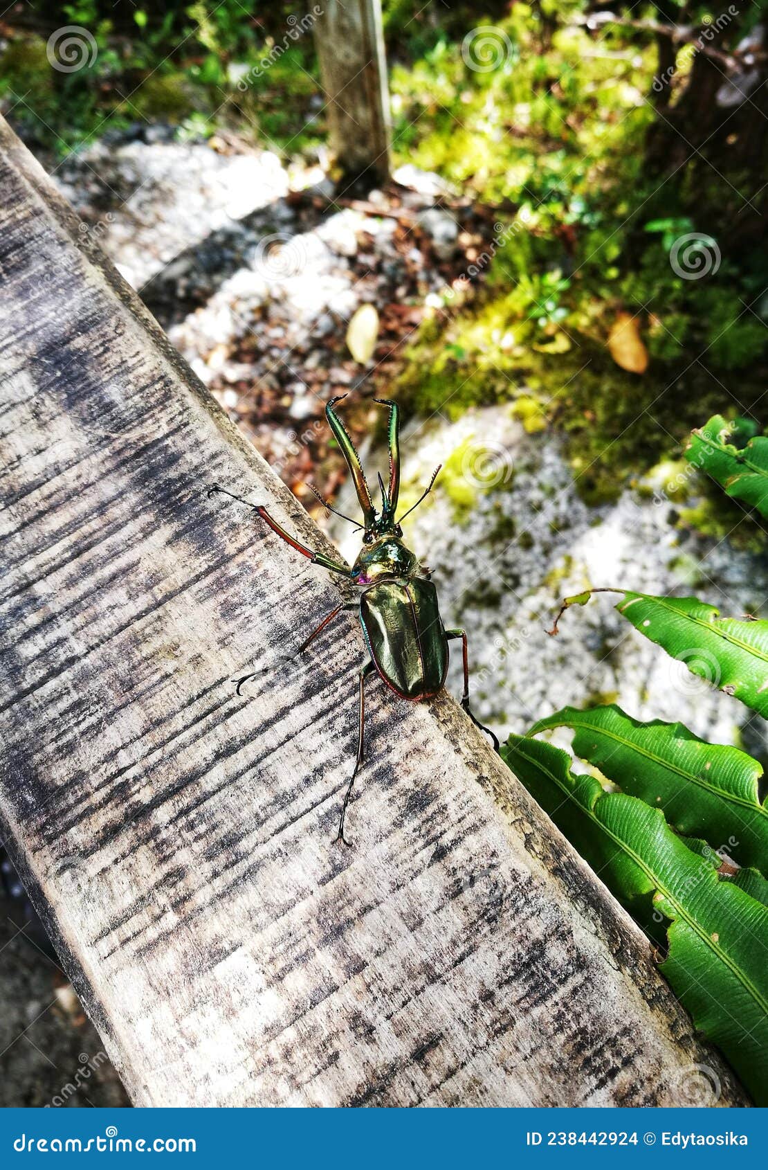 Darwin S Beetle, Grant S Stag Beetle Stock Photo - Image of wild ...