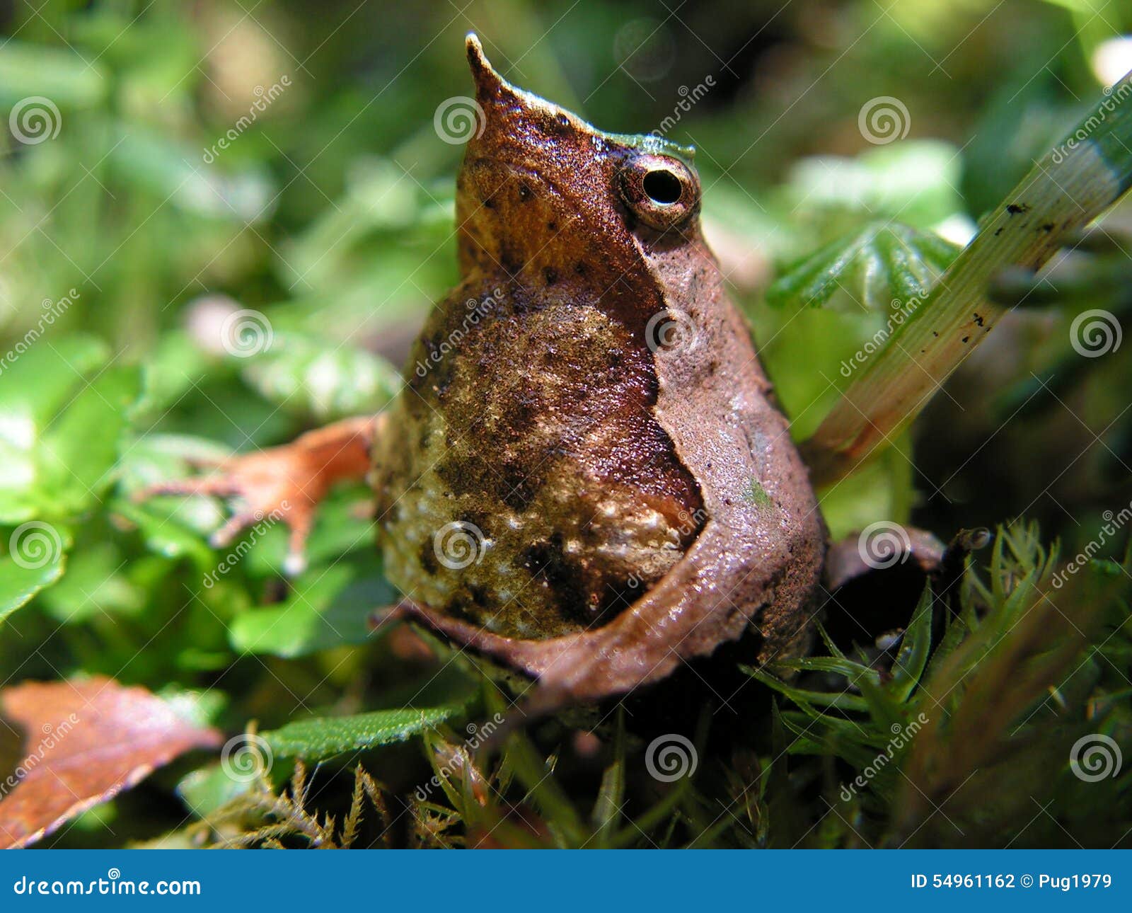 DarwinÂ´s Frog Rhinoderma Darwinii Stock Photo - Image of sitting ...