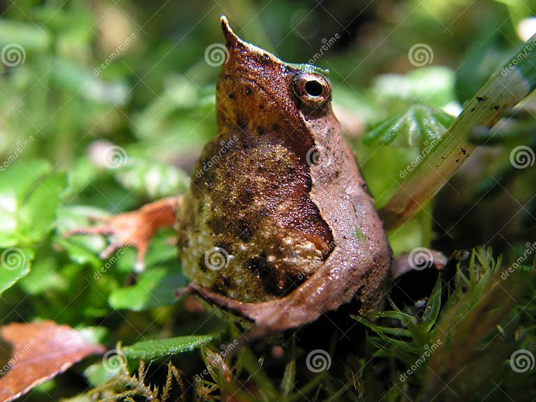 DarwinÂ´s Frog Rhinoderma Darwinii Stock Photo - Image of sitting ...
