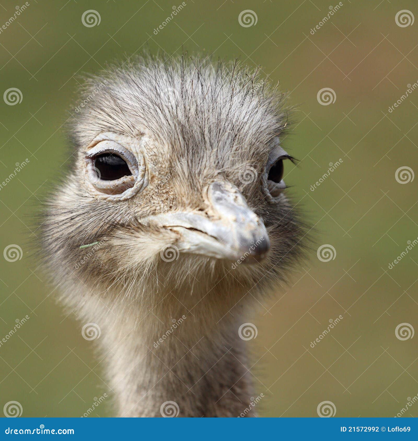 Darwin s Rhea stock photo. Image of ostrich, bird, darwin - 21572992