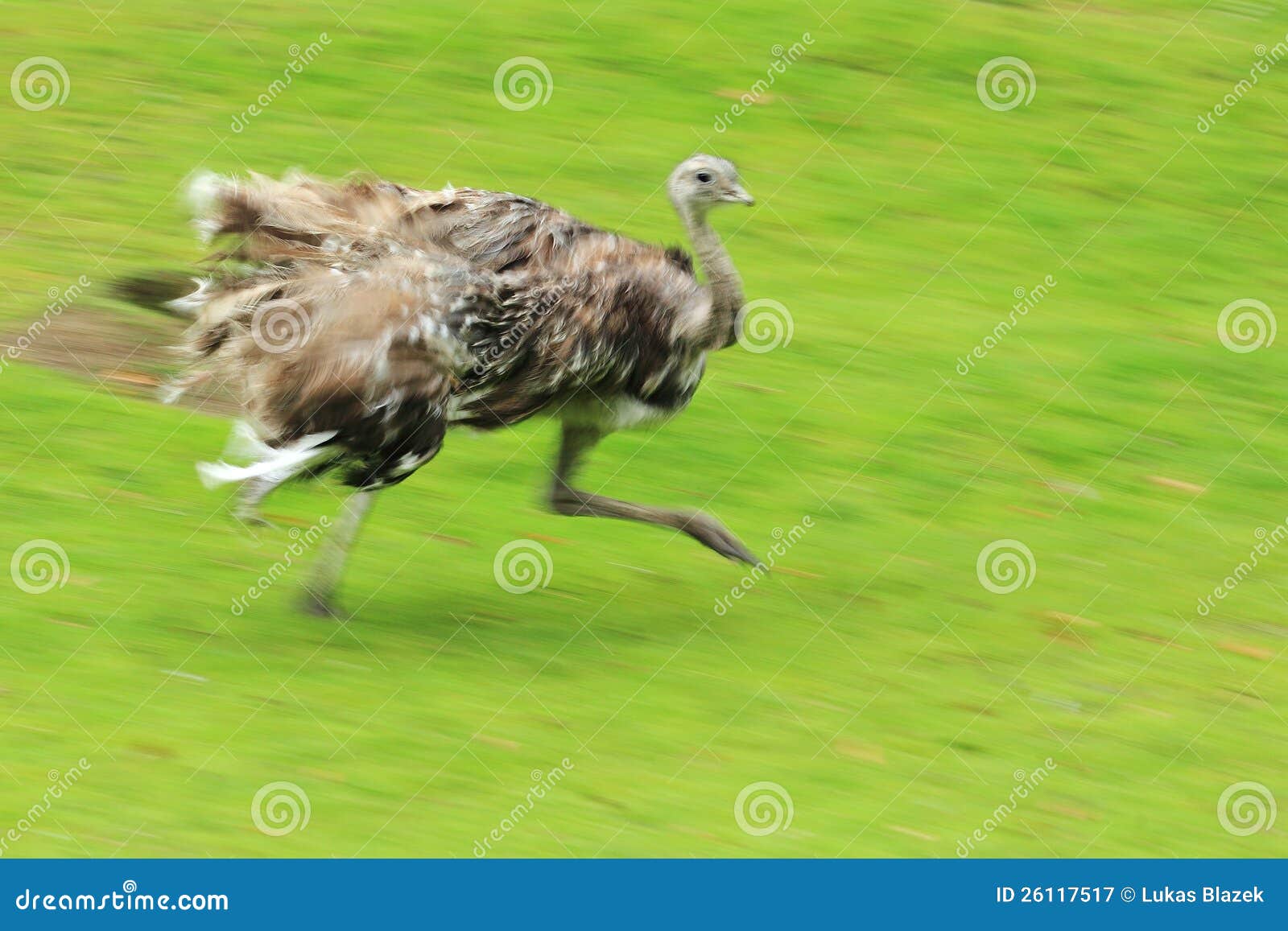 Darwin s rhea stock image. Image of dariwn, grass, flightless - 26117517