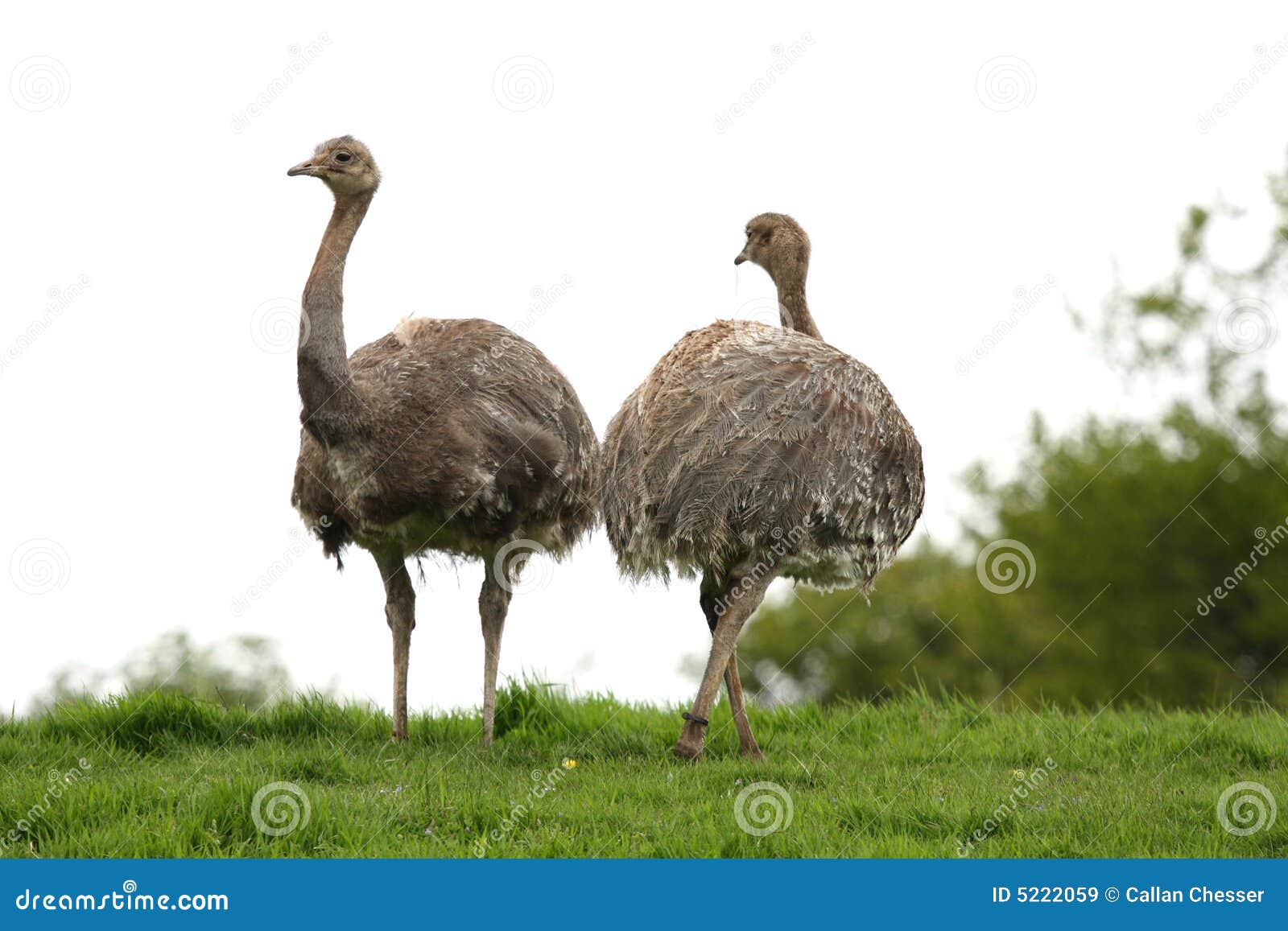 Darwin s Rhea stock image. Image of edinburgh, rhea, wild - 5222059