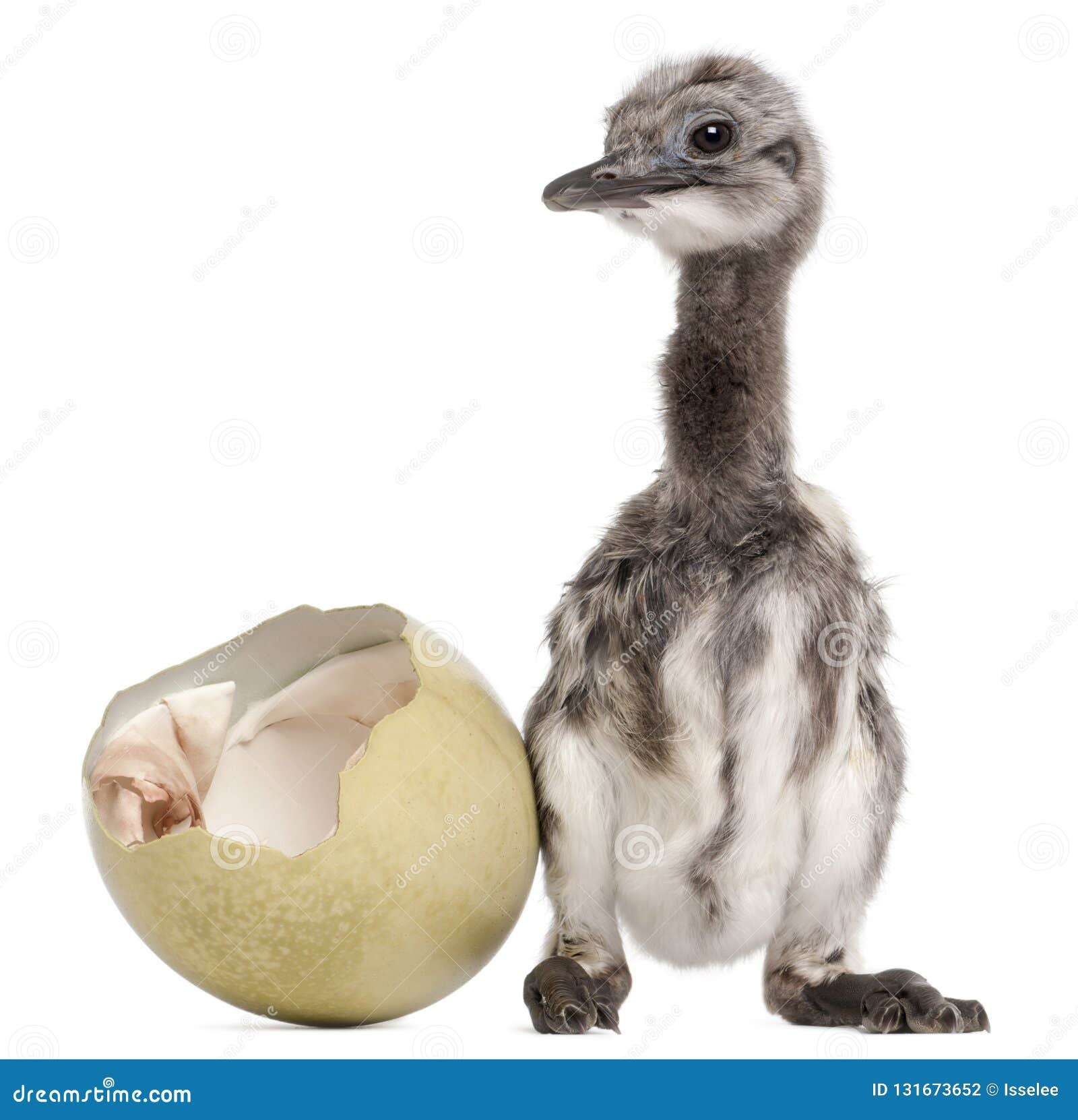 Darwin`s Rhea with Hatched Egg, Rhea Pennata, Also Known As the Lesser ...