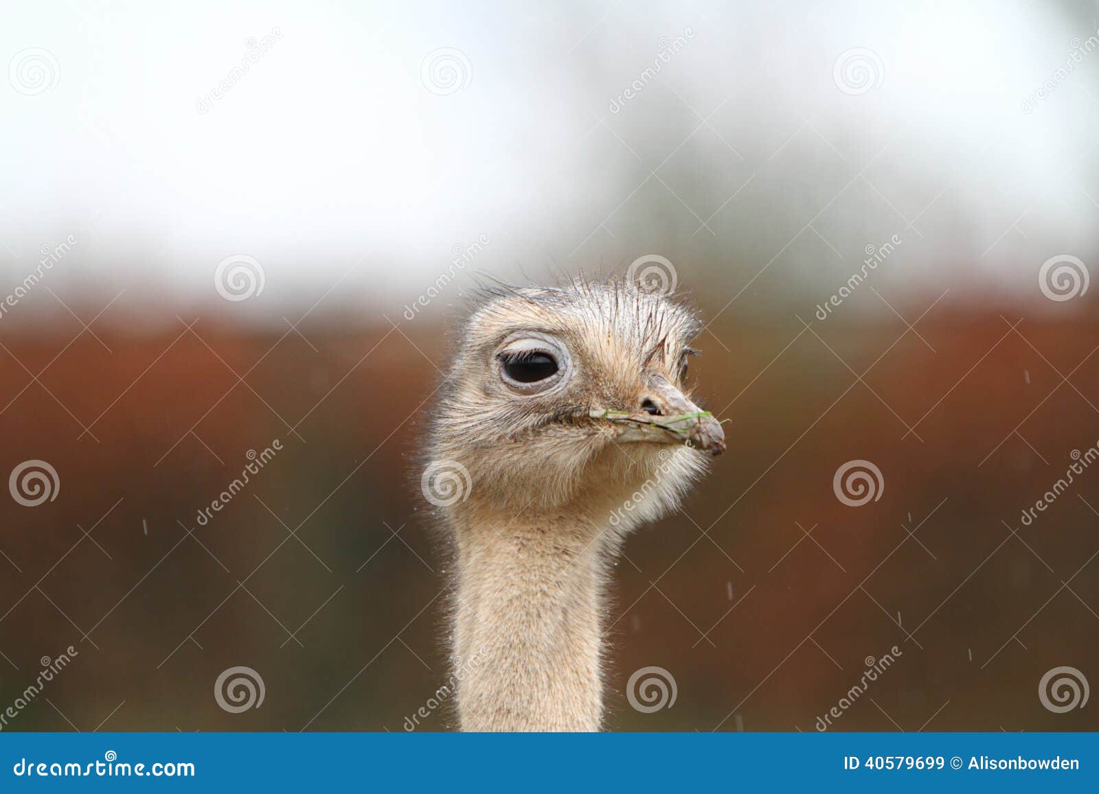 Darwin s Rhea stock image. Image of feathers, eyes, shot - 40579699