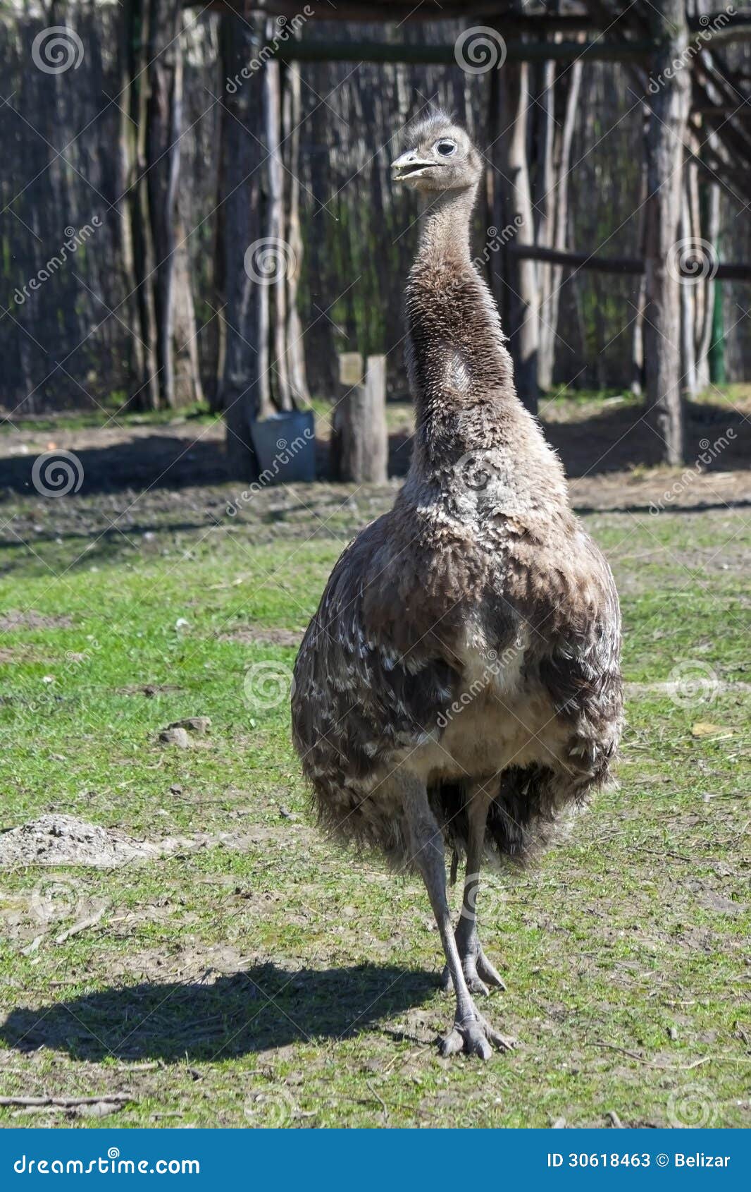 Darwin s rhea stock image. Image of pasture, american - 30618463