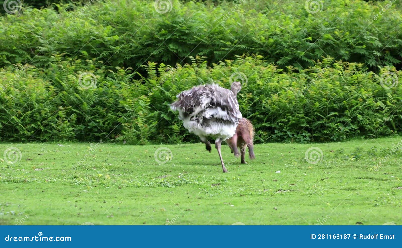 Darwin S Rhea, Rhea Pennata, Also Known As the Lesser Rhea Stock Video ...
