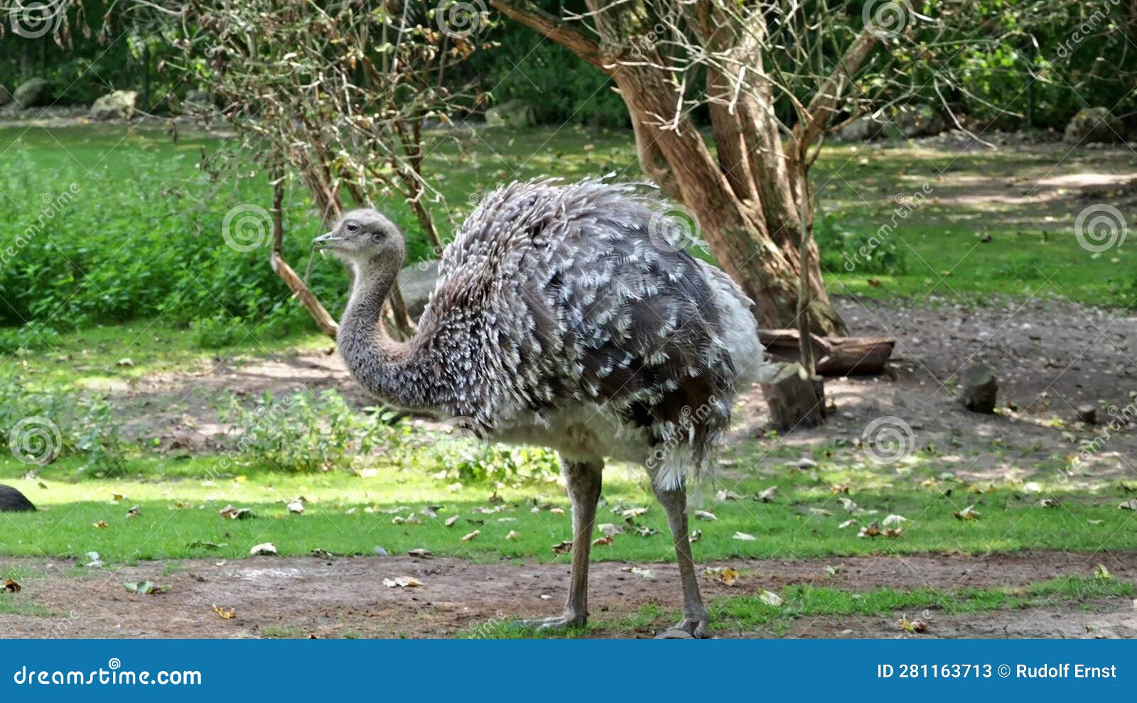 Darwin S Rhea, Rhea Pennata, Also Known As the Lesser Rhea Stock Video ...