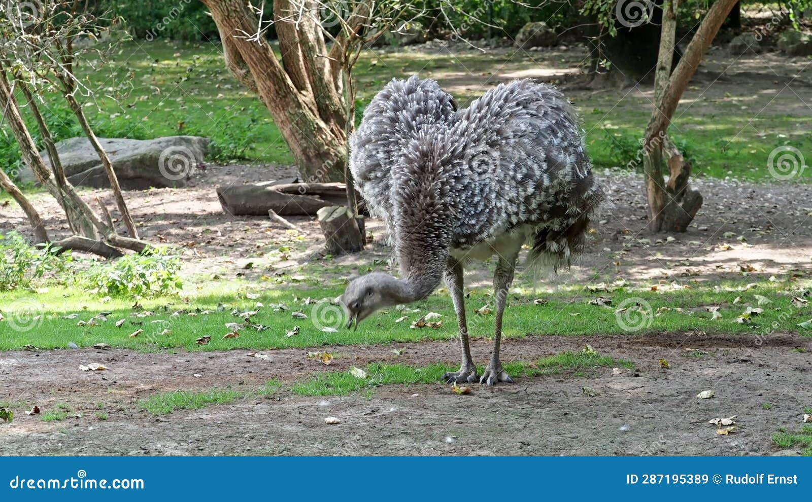 Darwin S Rhea, Rhea Pennata, Also Known As the Lesser Rhea Stock Video ...