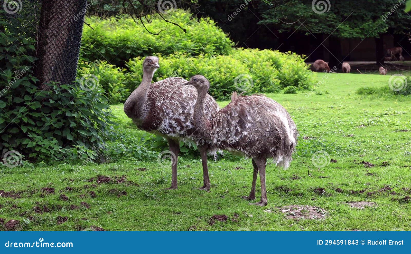 Darwin S Rhea, Rhea Pennata, Also Known As the Lesser Rhea Stock Video ...
