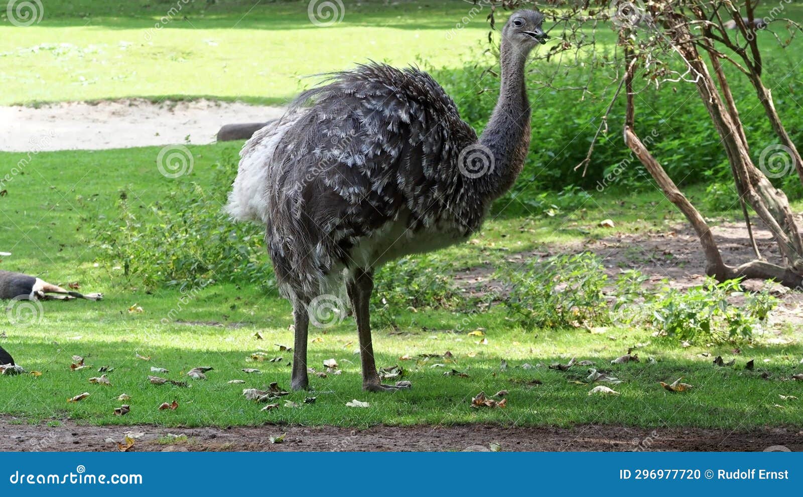 Darwin S Rhea, Rhea Pennata, Also Known As the Lesser Rhea Stock ...