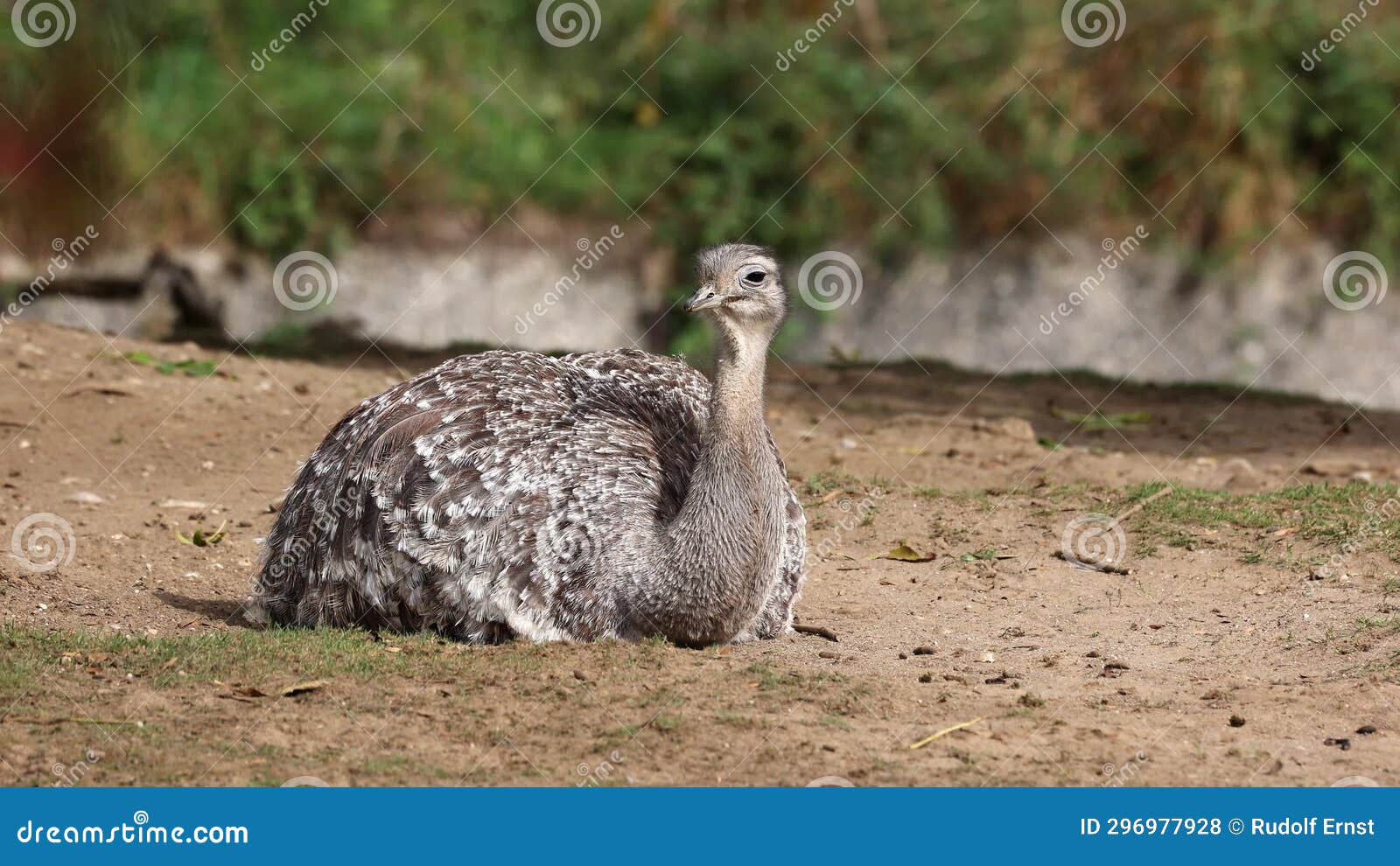 Darwin S Rhea, Rhea Pennata, Also Known As the Lesser Rhea Stock ...