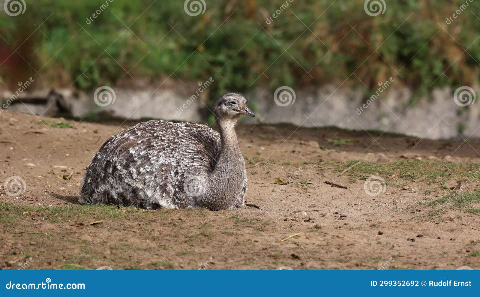 Darwin S Rhea, Rhea Pennata, Also Known As the Lesser Rhea Stock ...