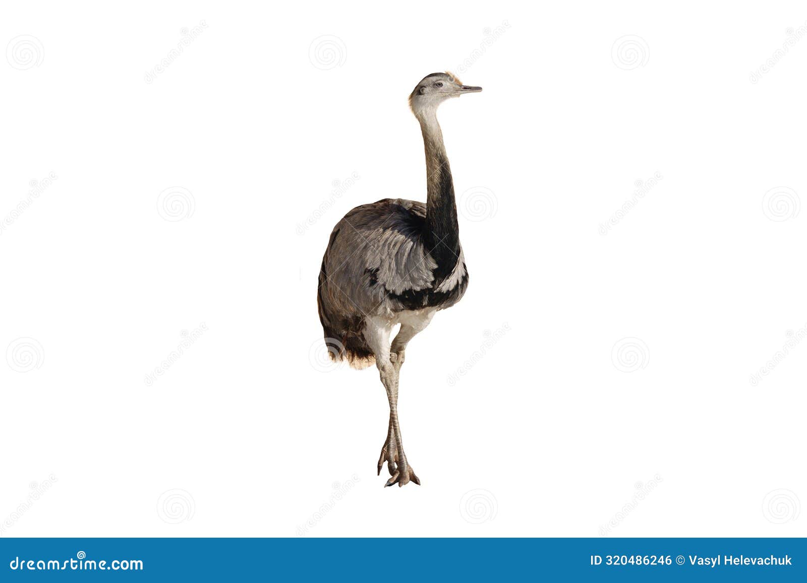 Darwin S Rhea, Rhea Pennata Isolated on White Background Stock Photo ...