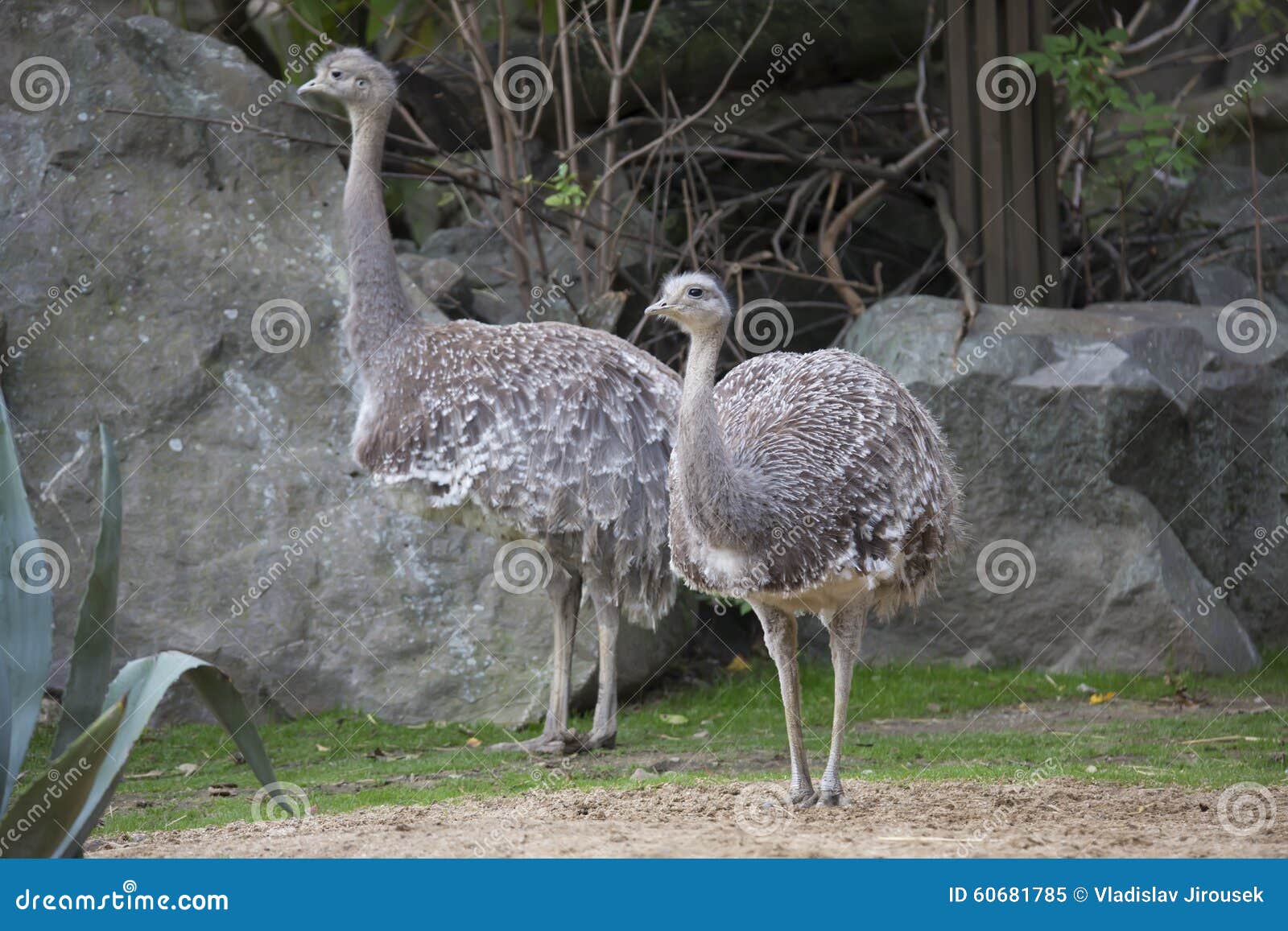 Darwin S Rhea, Rhea Pennata Stock Image - Image of rhea, pterocnemia ...