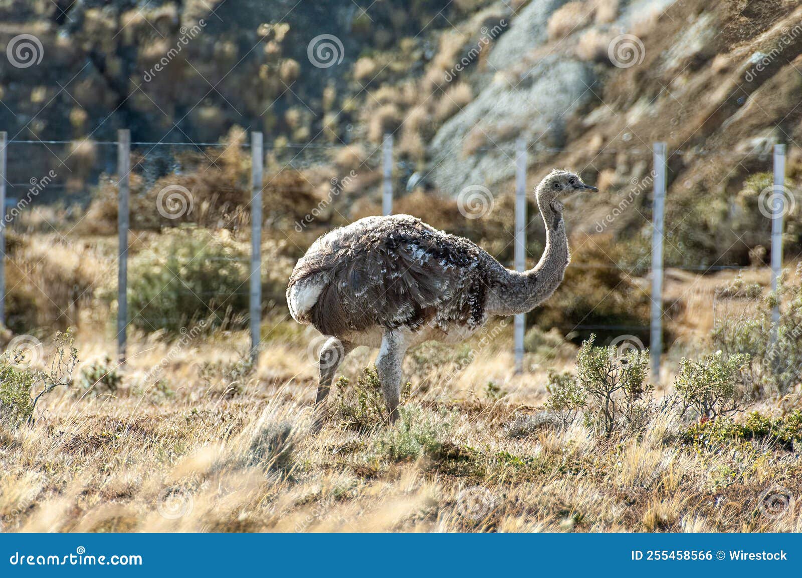 Darwin S Rheas Walking on the Green Field on a Sunny Day Stock Photo ...