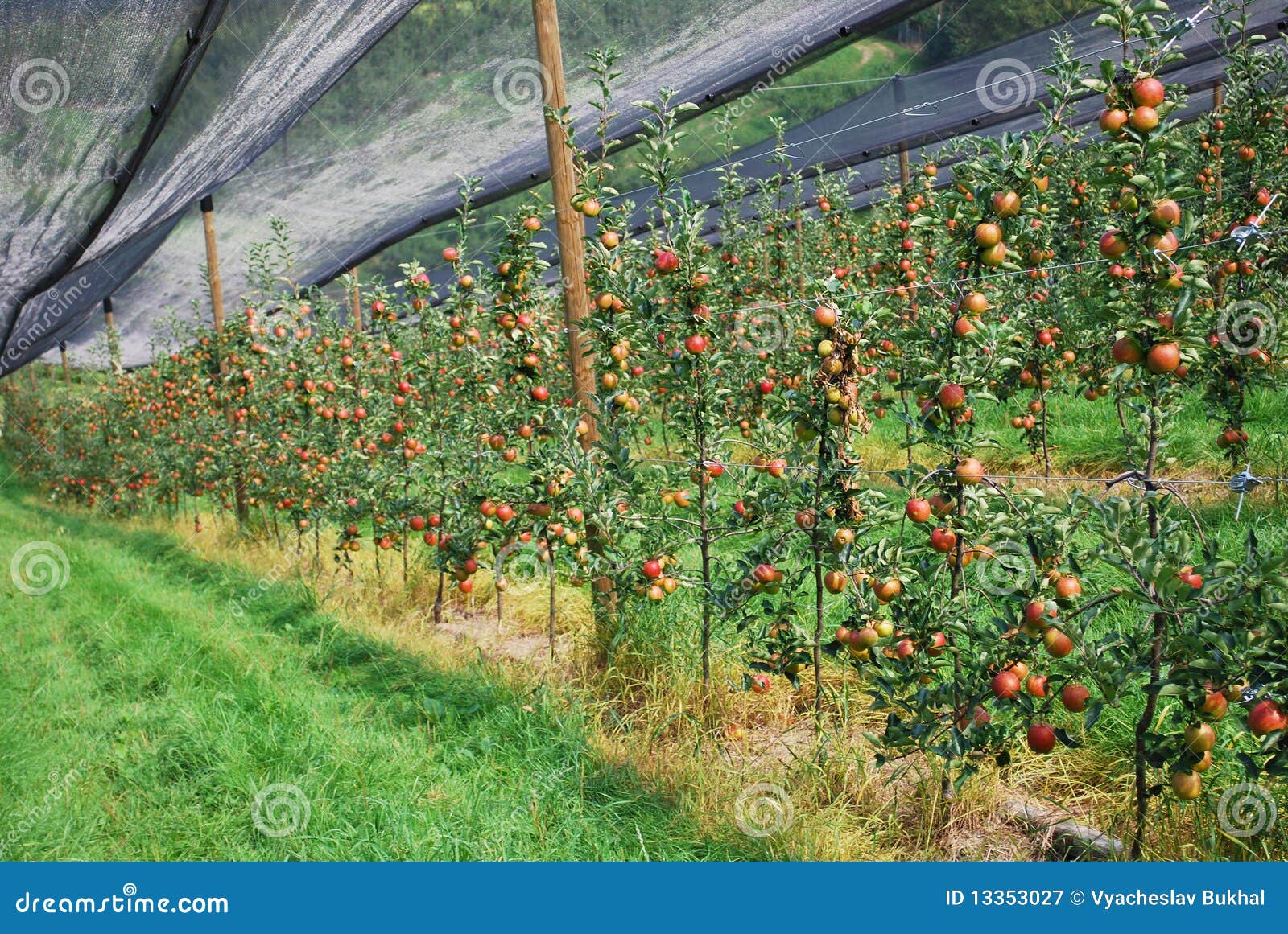 Das Bett der Apfelplantage stockbild. Bild von österreich - 13353027